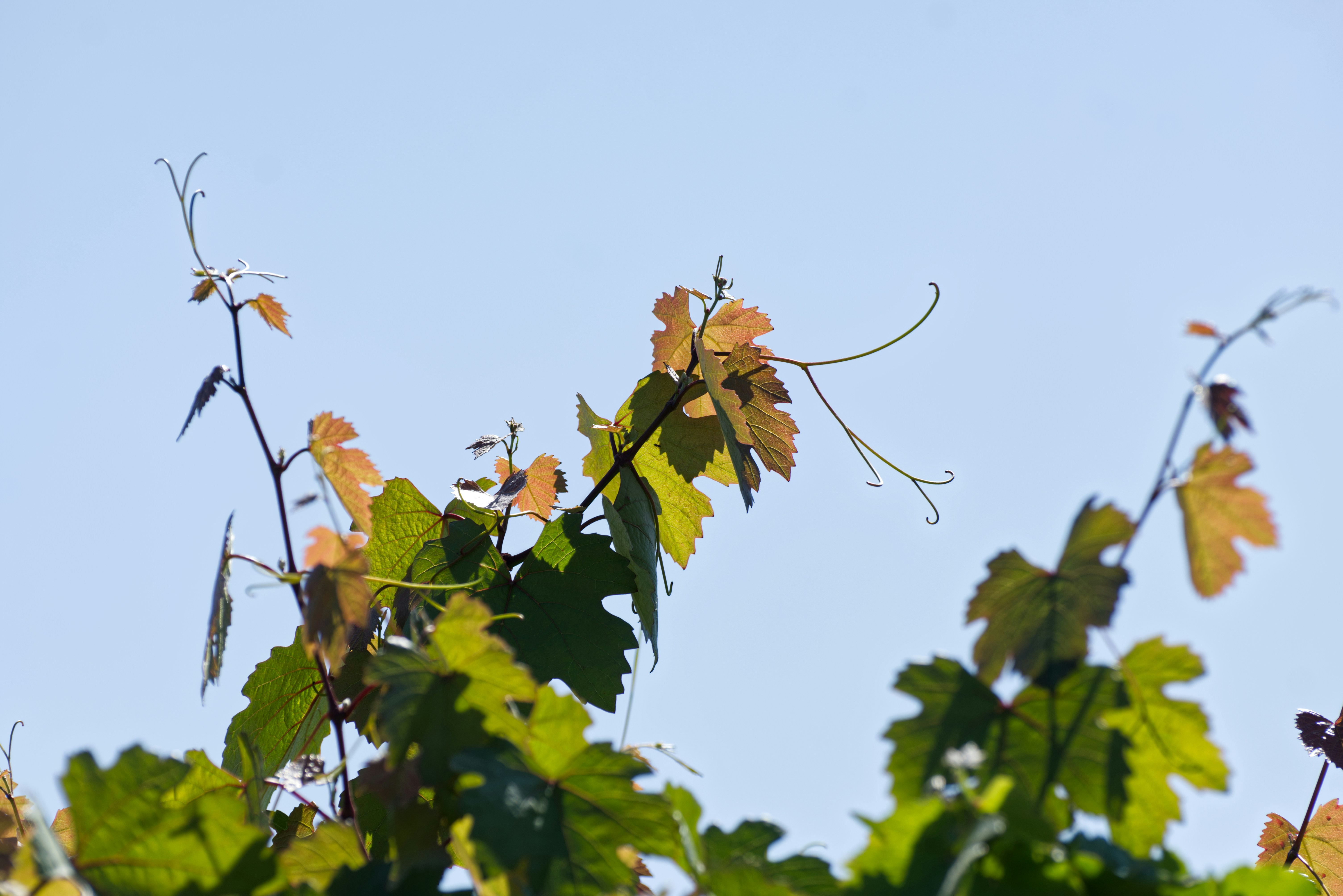 Sunlit Vines Against a Clear Sky