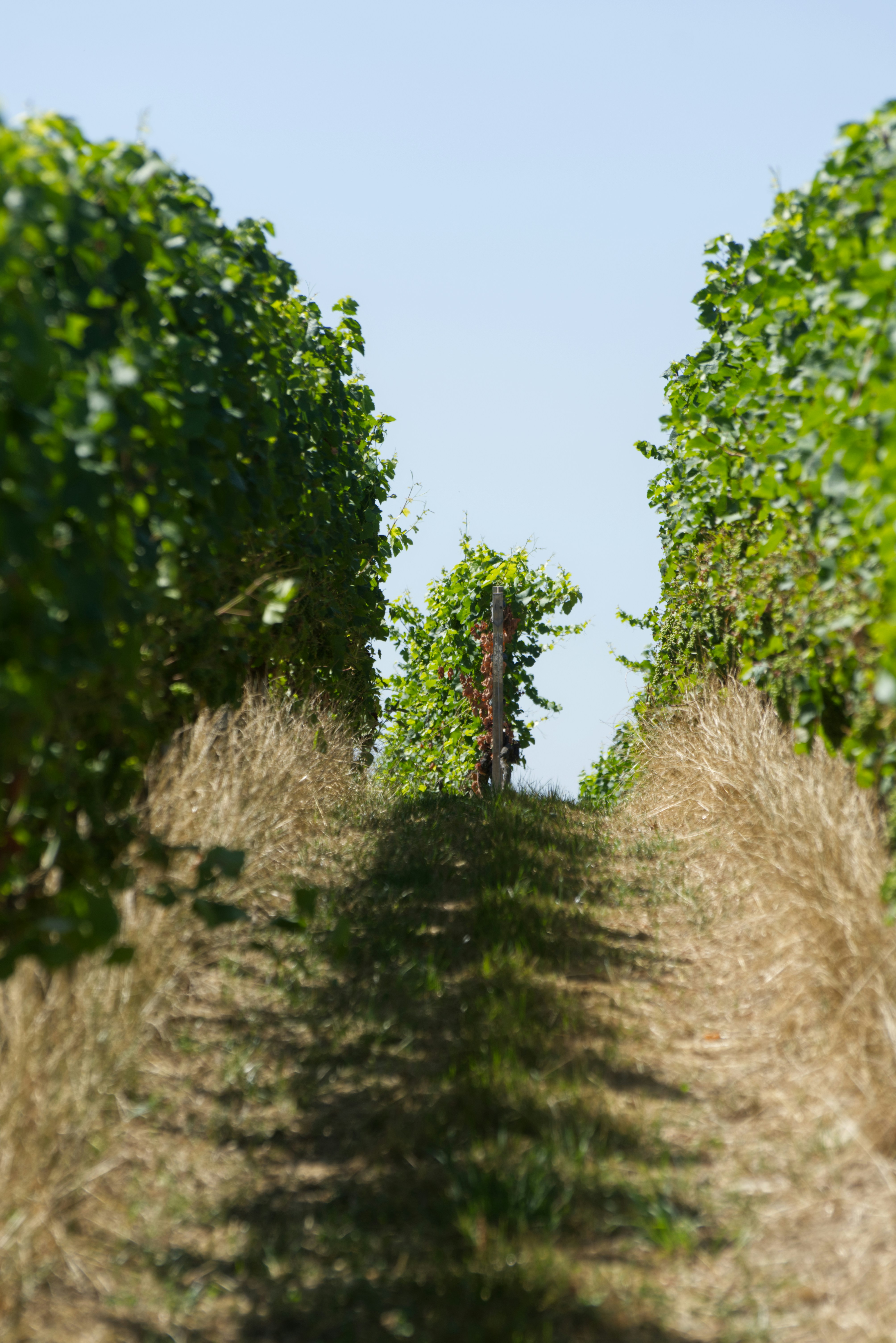Vineyard Pathway Toward the Distant Grape Trellis
