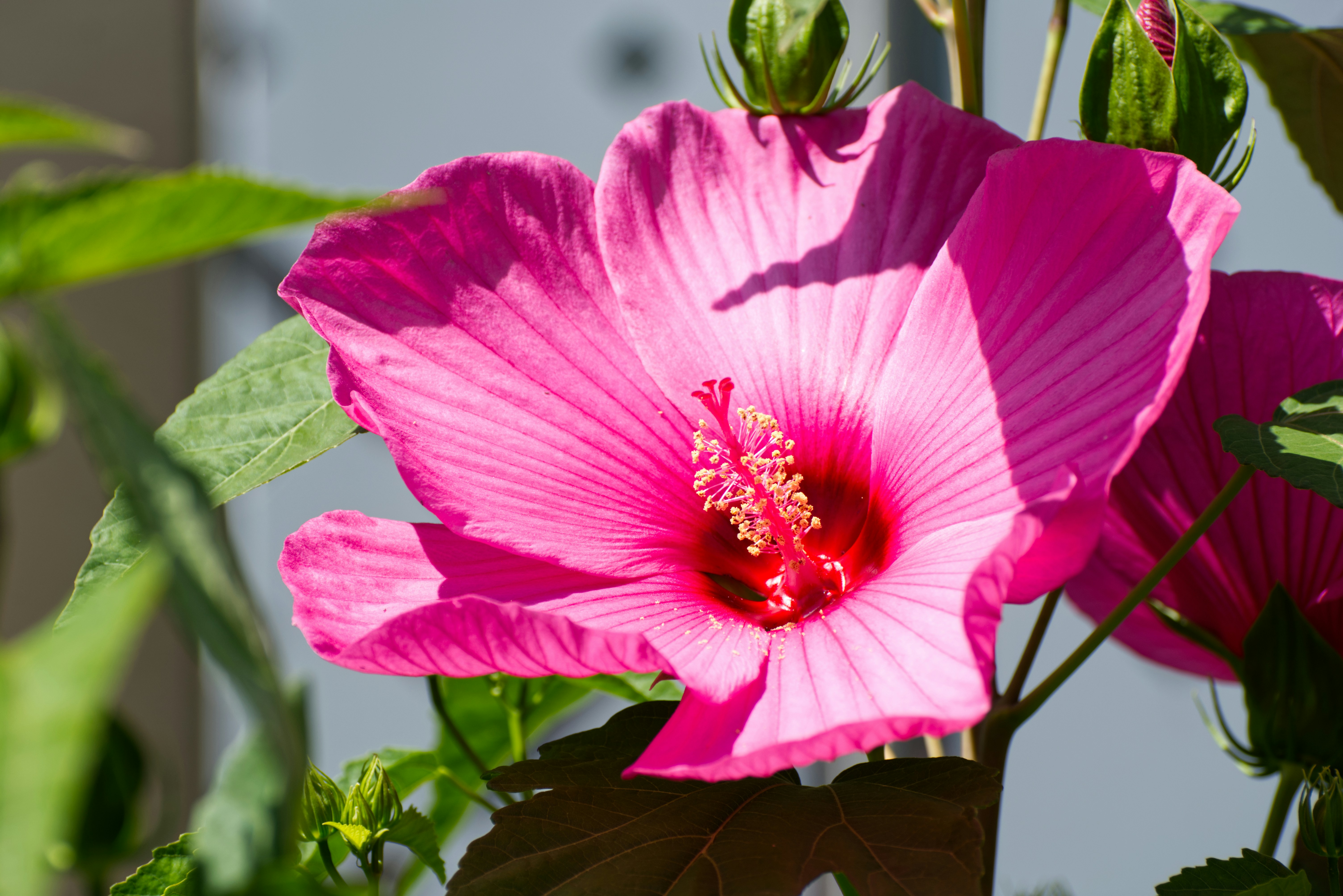 Magenta Bloom: Centered Stamen Against Sunlit Green