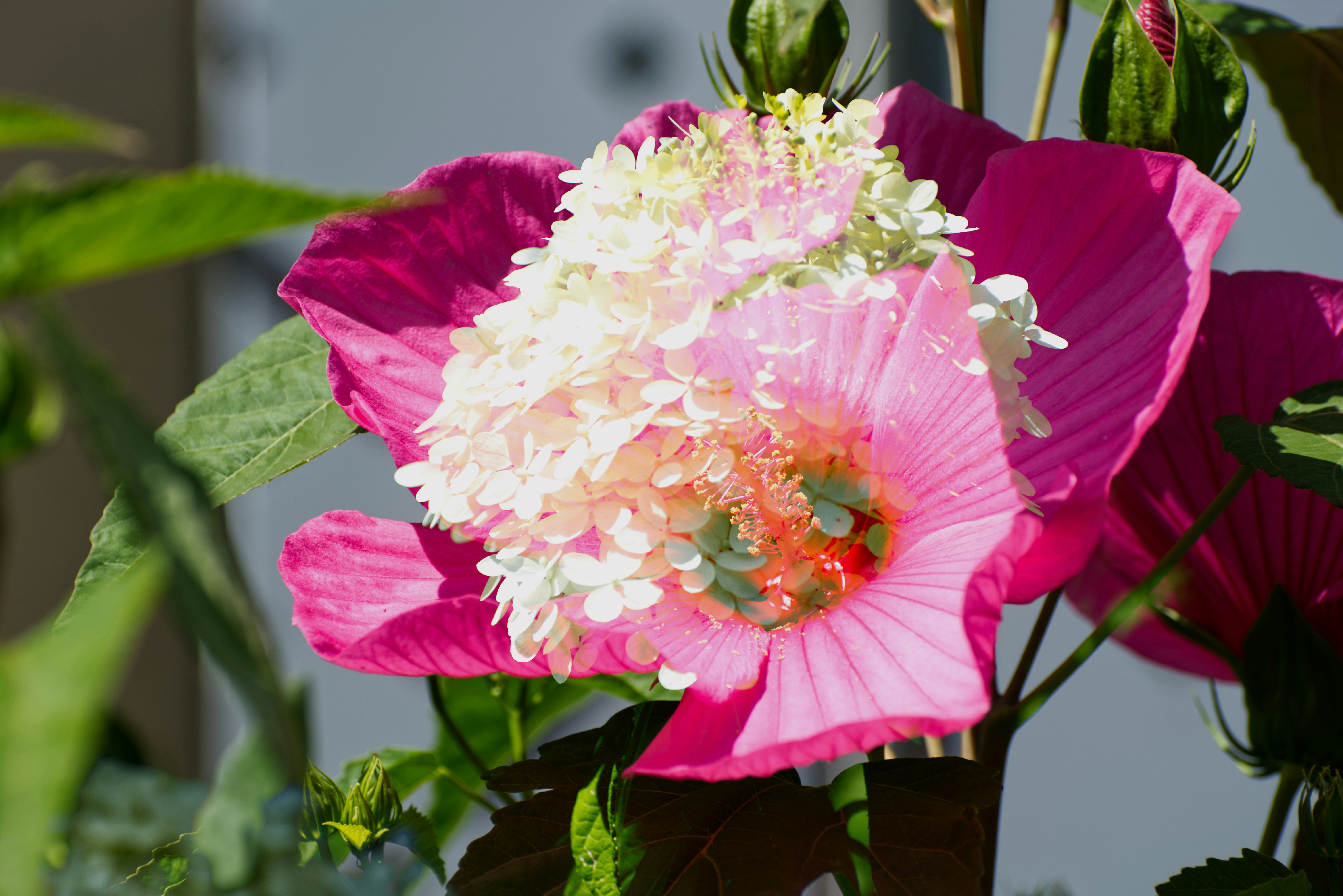 Pink hibiscus bloom in sharp focus against sunlit backdrop