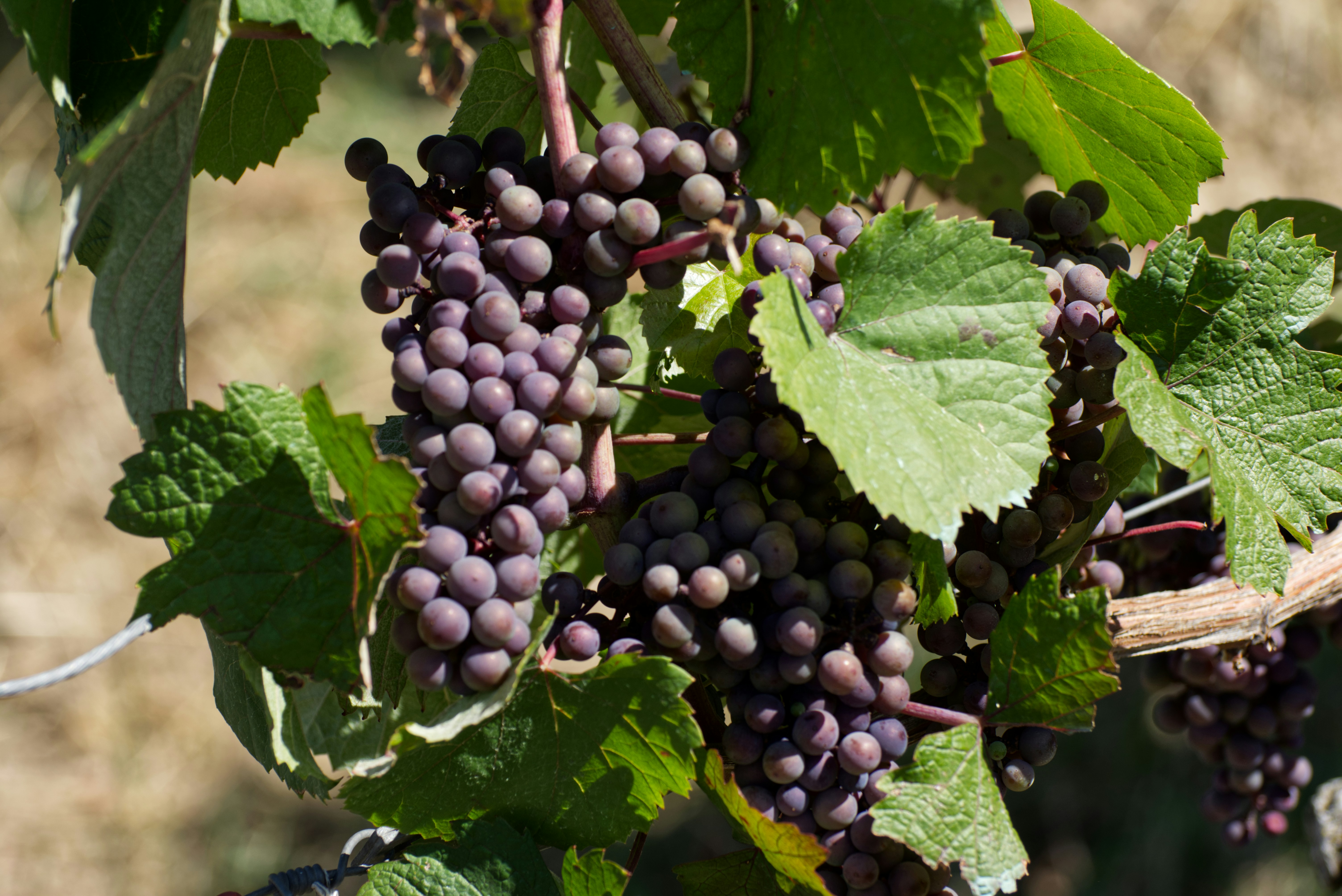 Cluster of Plump Grapes in Sunlit Vineyard