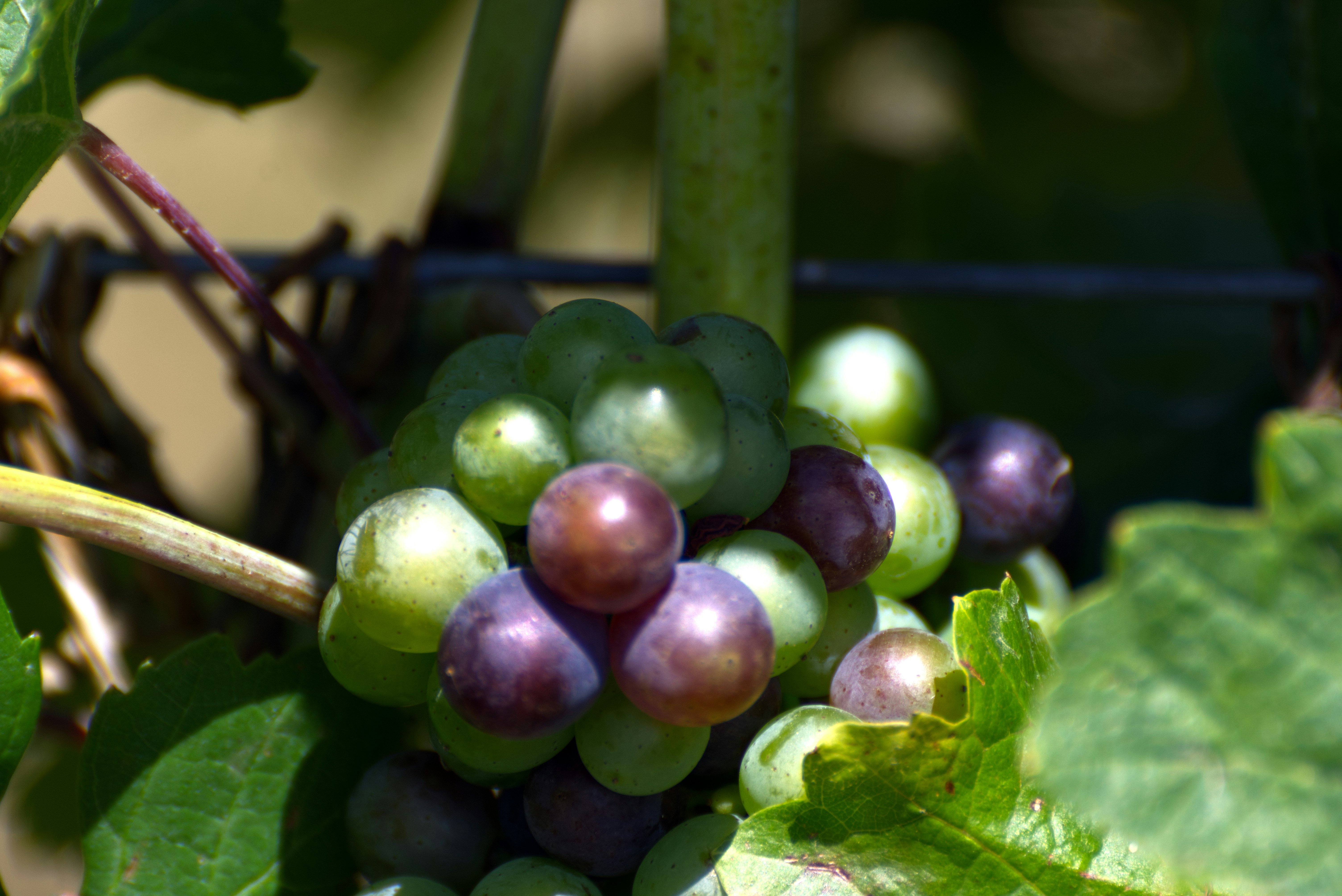 Ripe Bunch: A Close-Up of Bursting Grapes on the Vine