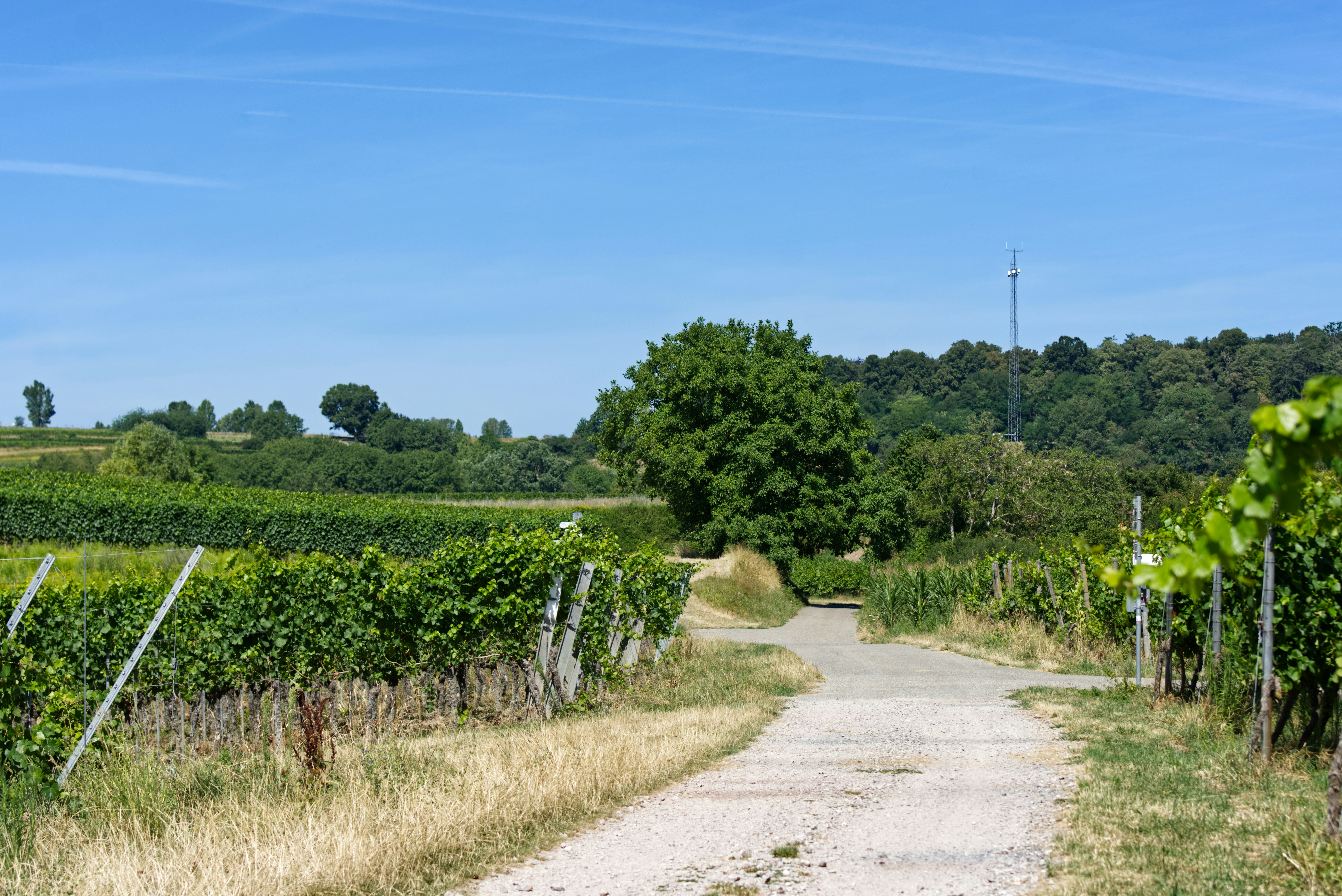 Dusty Vine Path Through Sunlit Rows