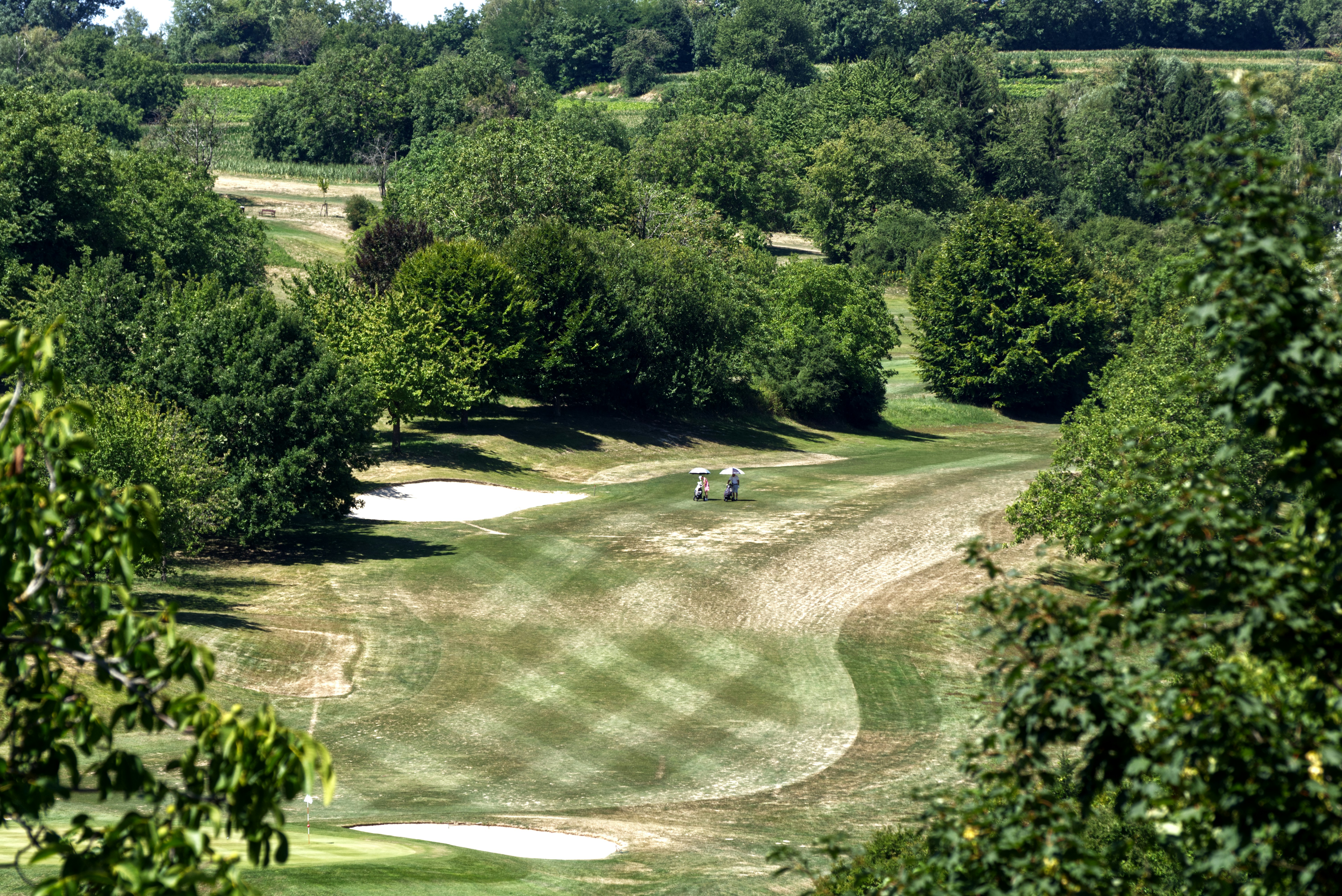 Hidden fairways: golfers on a sunlit crest among mature oaks