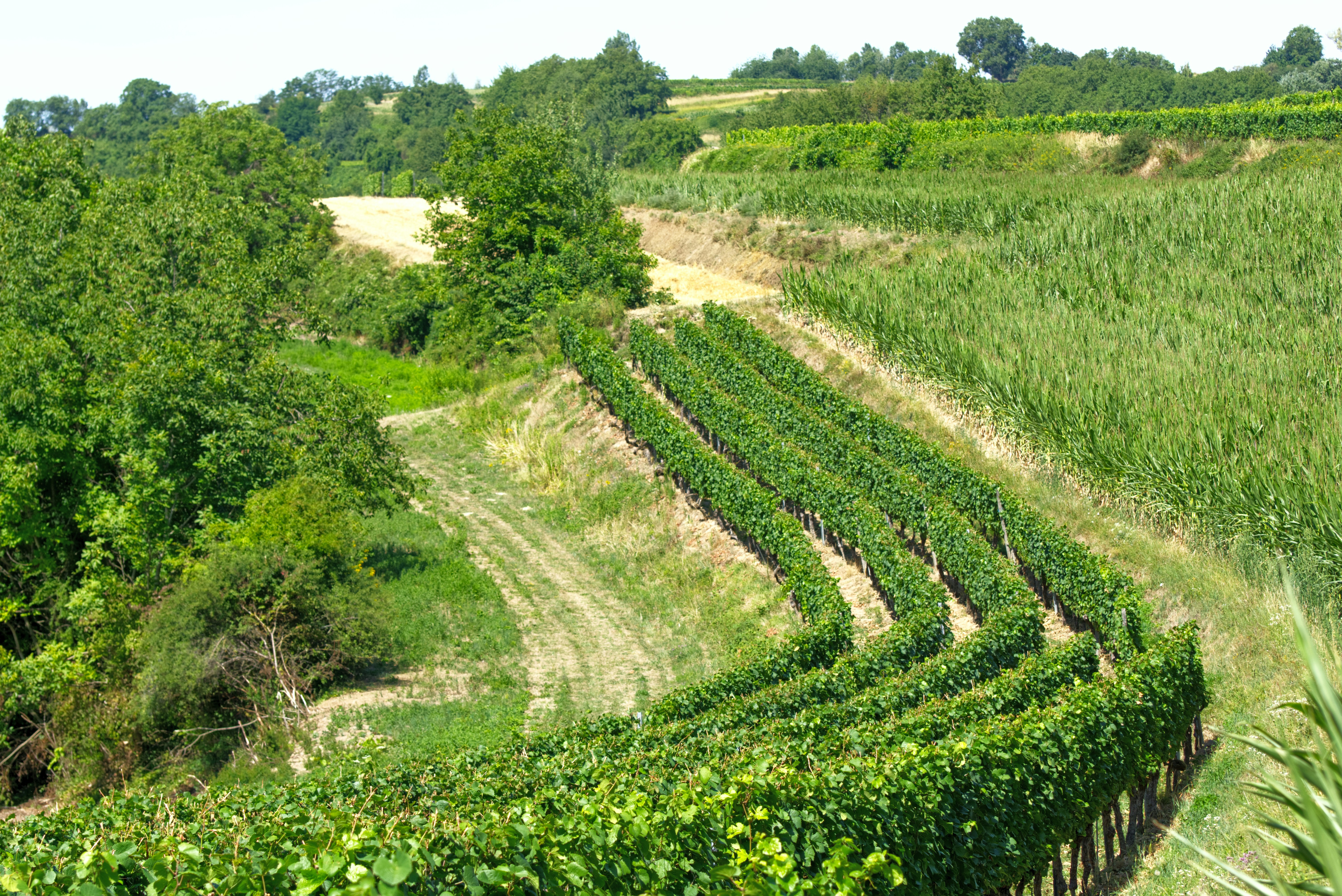 Terraced Vineyard Ribboning Across Sunlit Hills