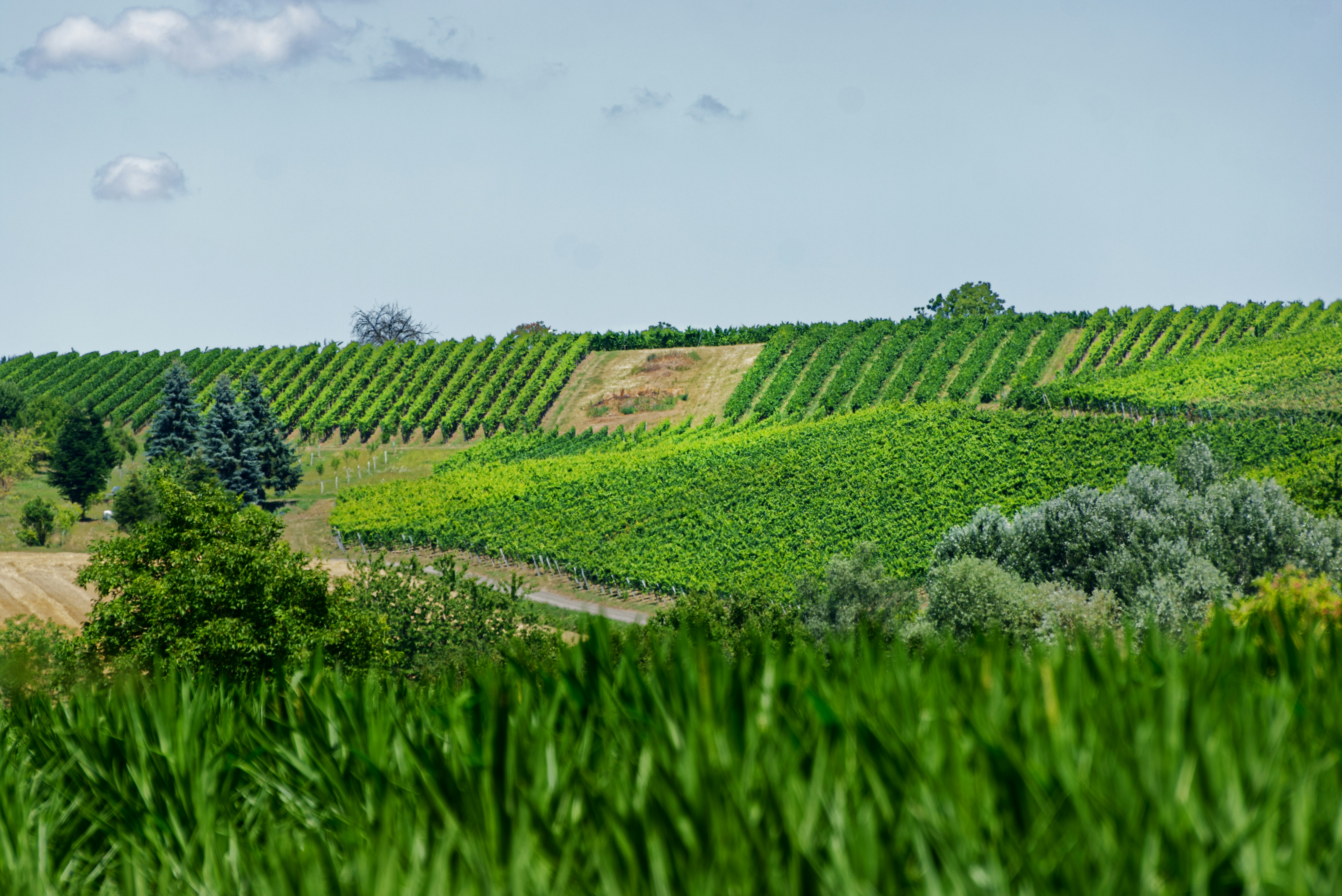 Verdant terraces under a quiet Tuscan sky