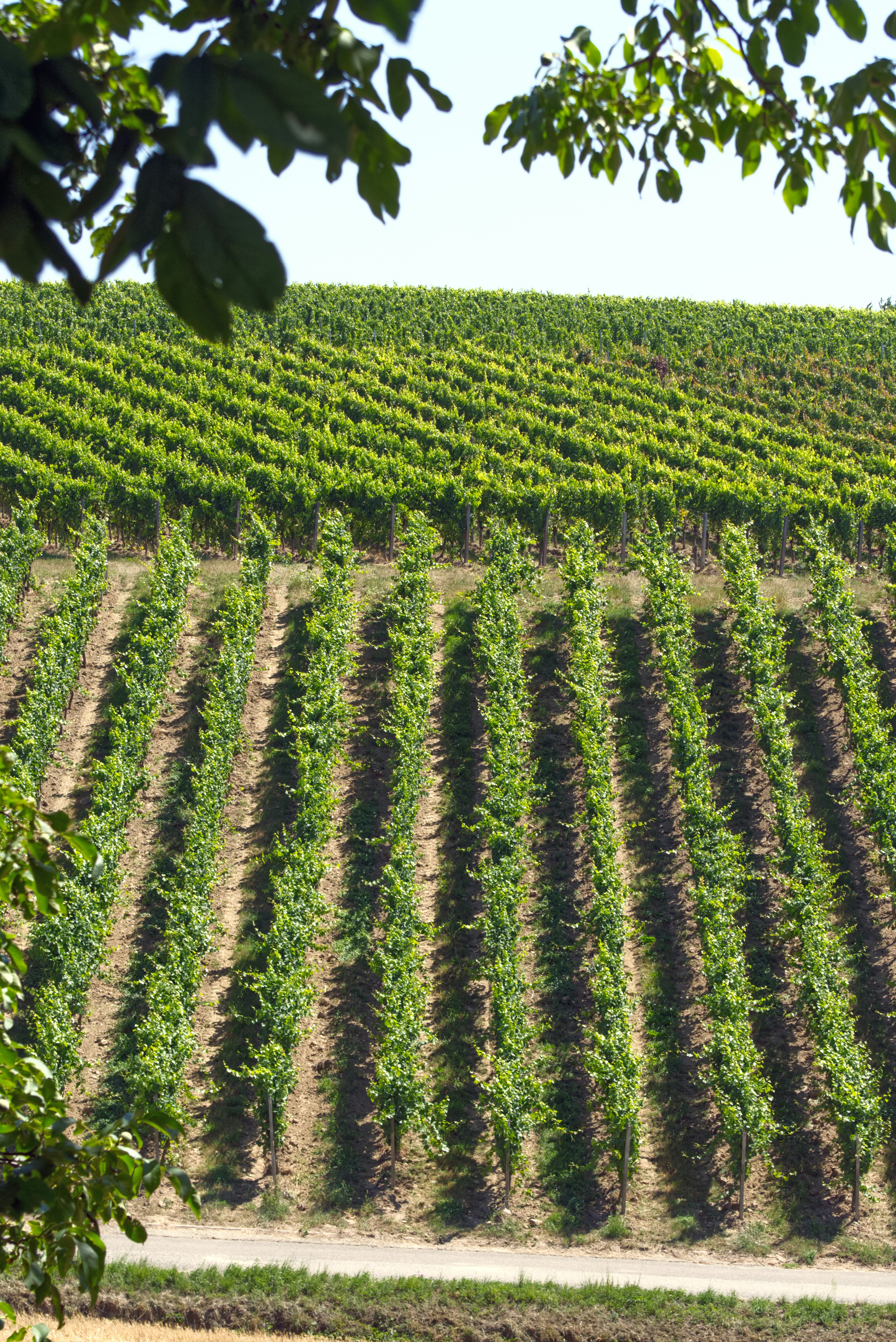Vineyard Rows under a Framed Canopy