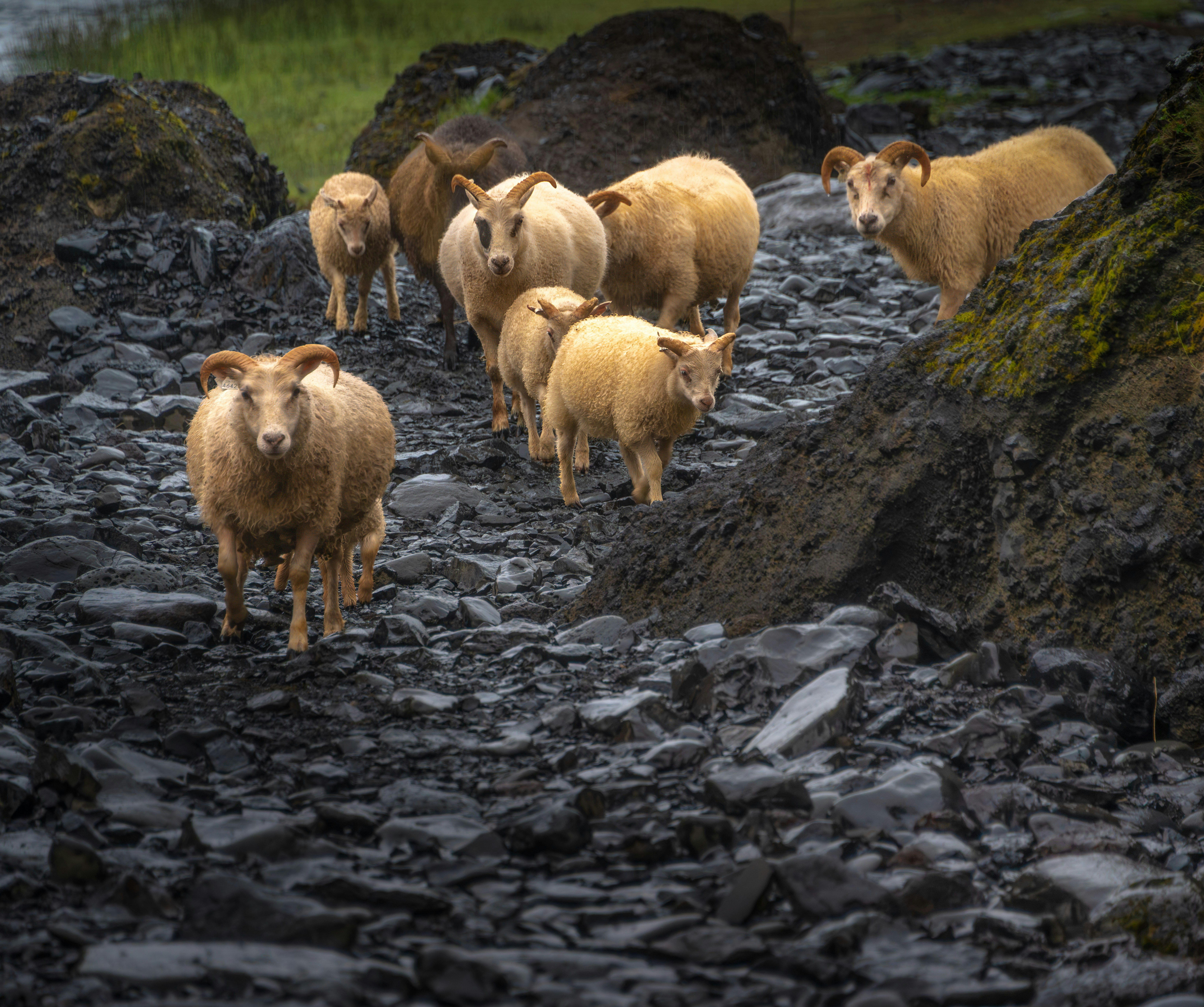 Line of Nomads: A Toothy Walk Across the Charcoal Path