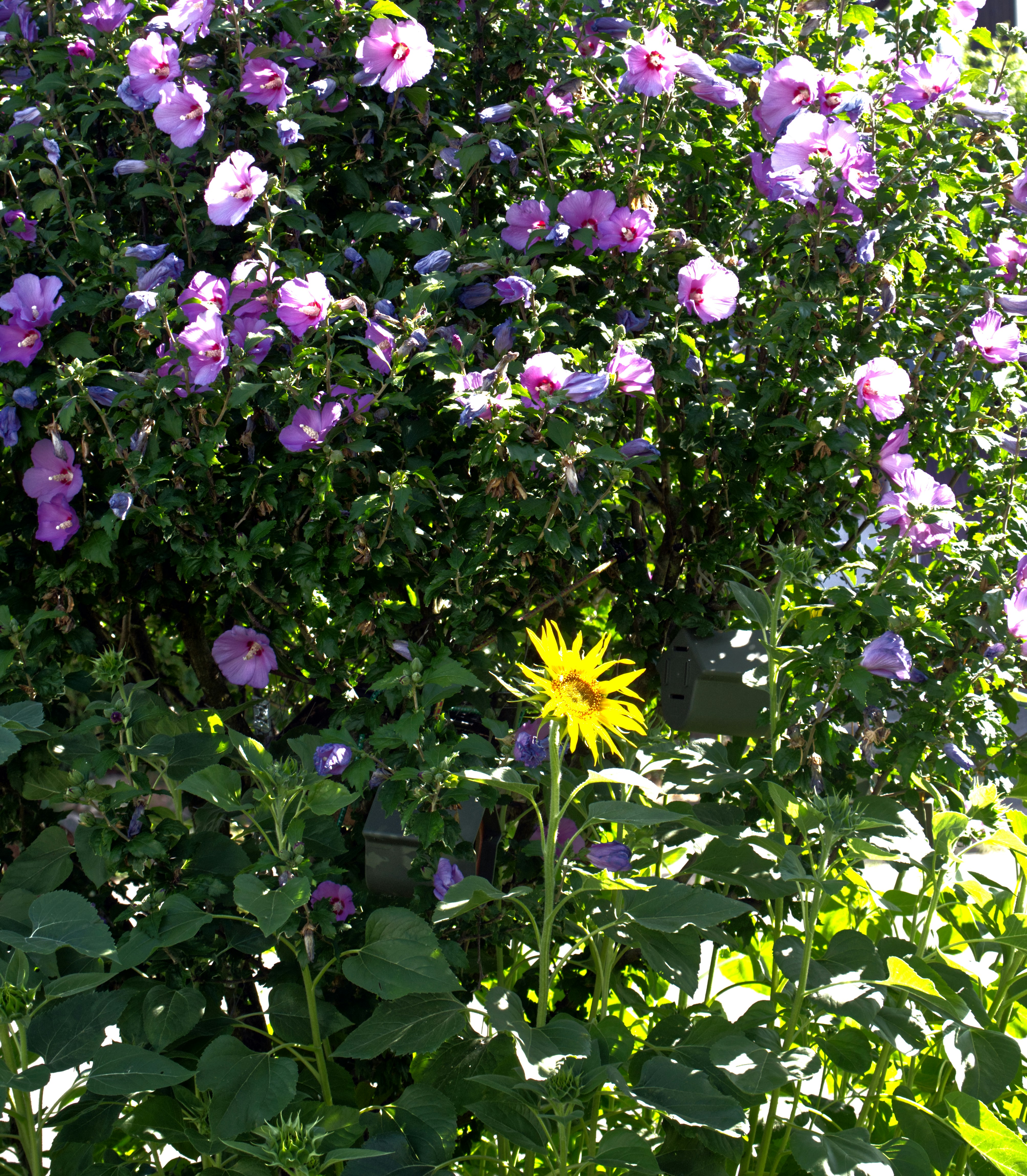 Sunny Yellow Bloom Emerges from a Purple Tangle