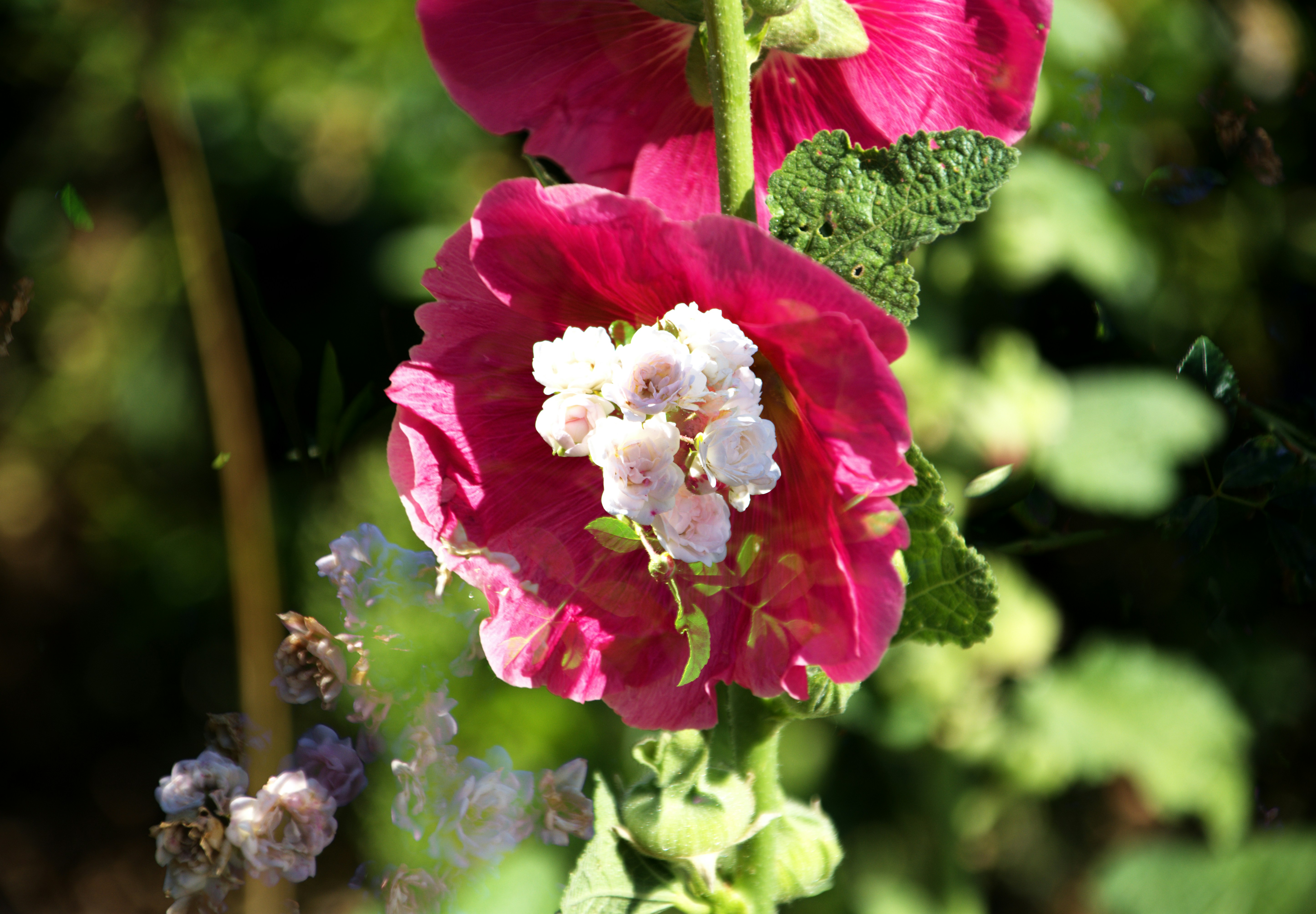 Pink hollyhock bloom in sunlit garden with frosted center
