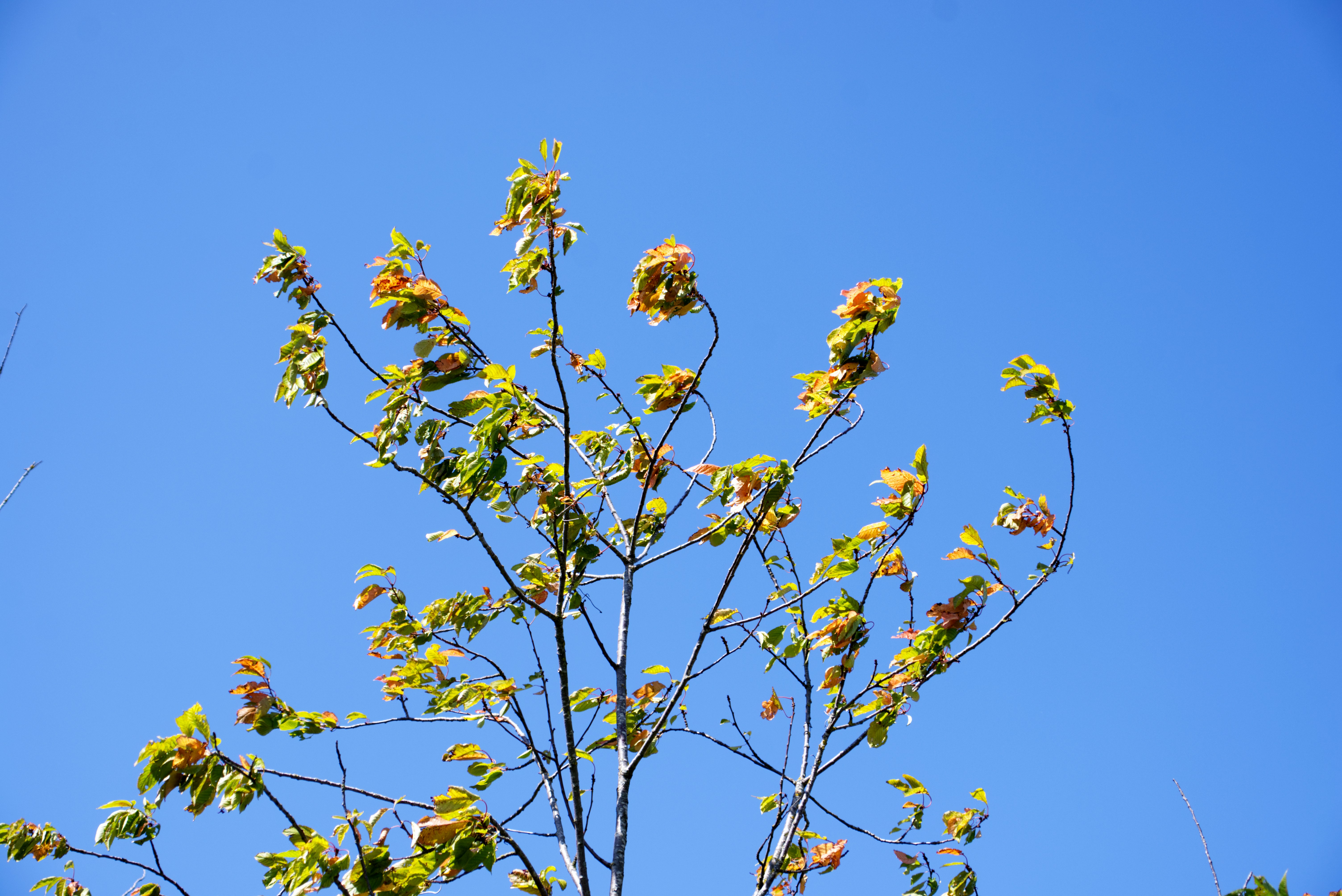 Blue Sky, Green Canopy: Tree Topography Reaching for the Sun