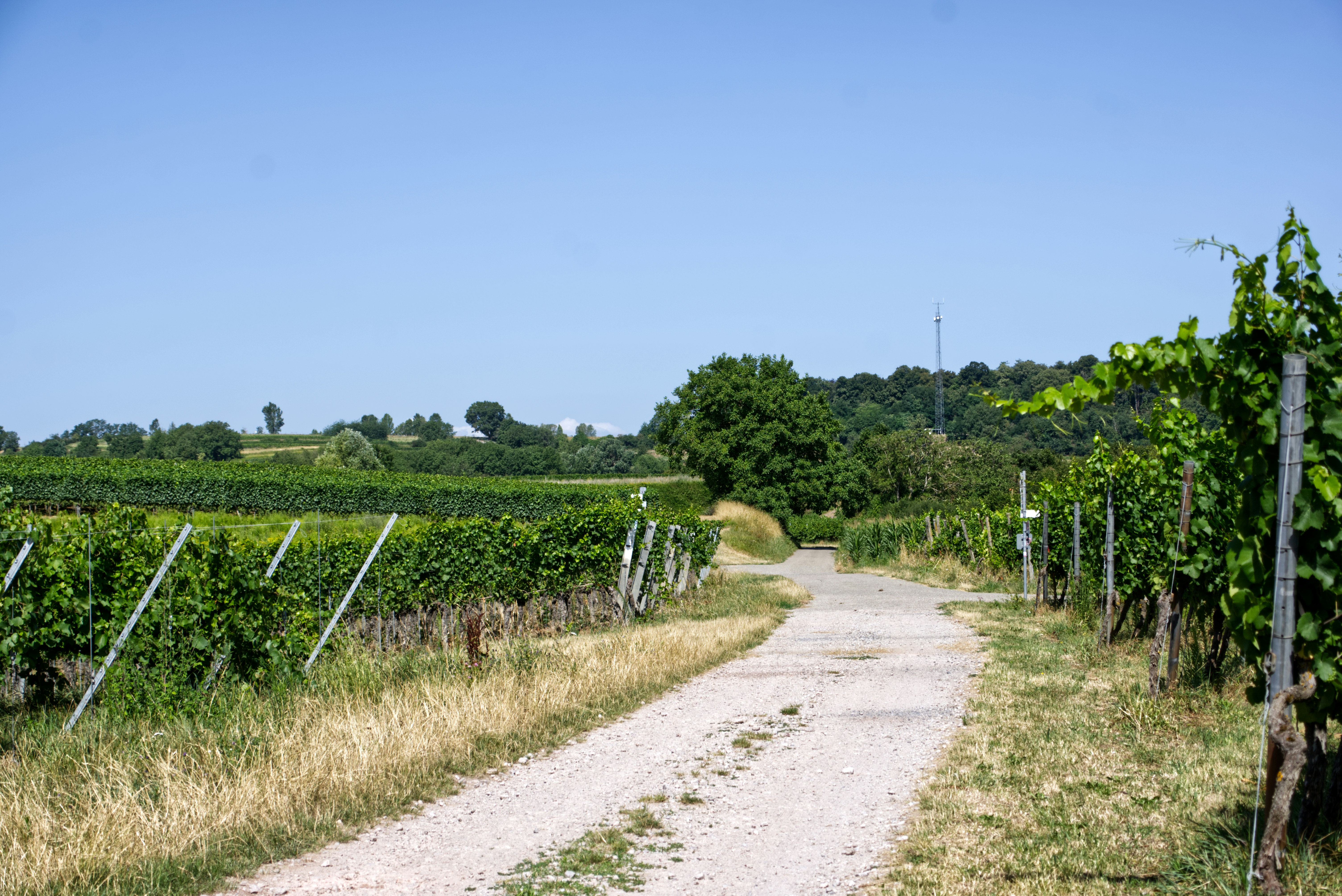 Dusty Vineyard Path Beneath a Clear Blue Sky