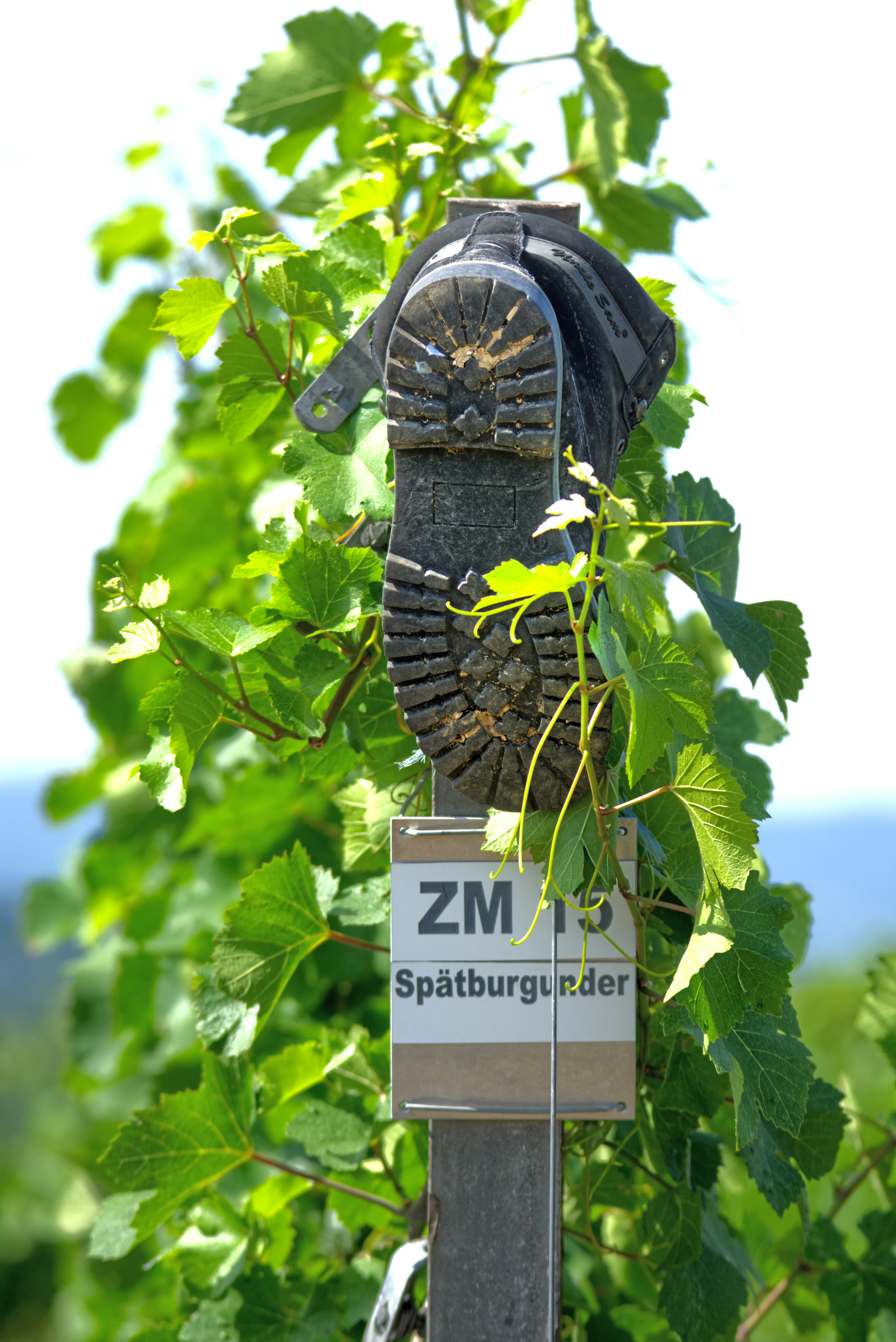 Overgrown Gear: A Boot Footstep on a Vine-Covered Post