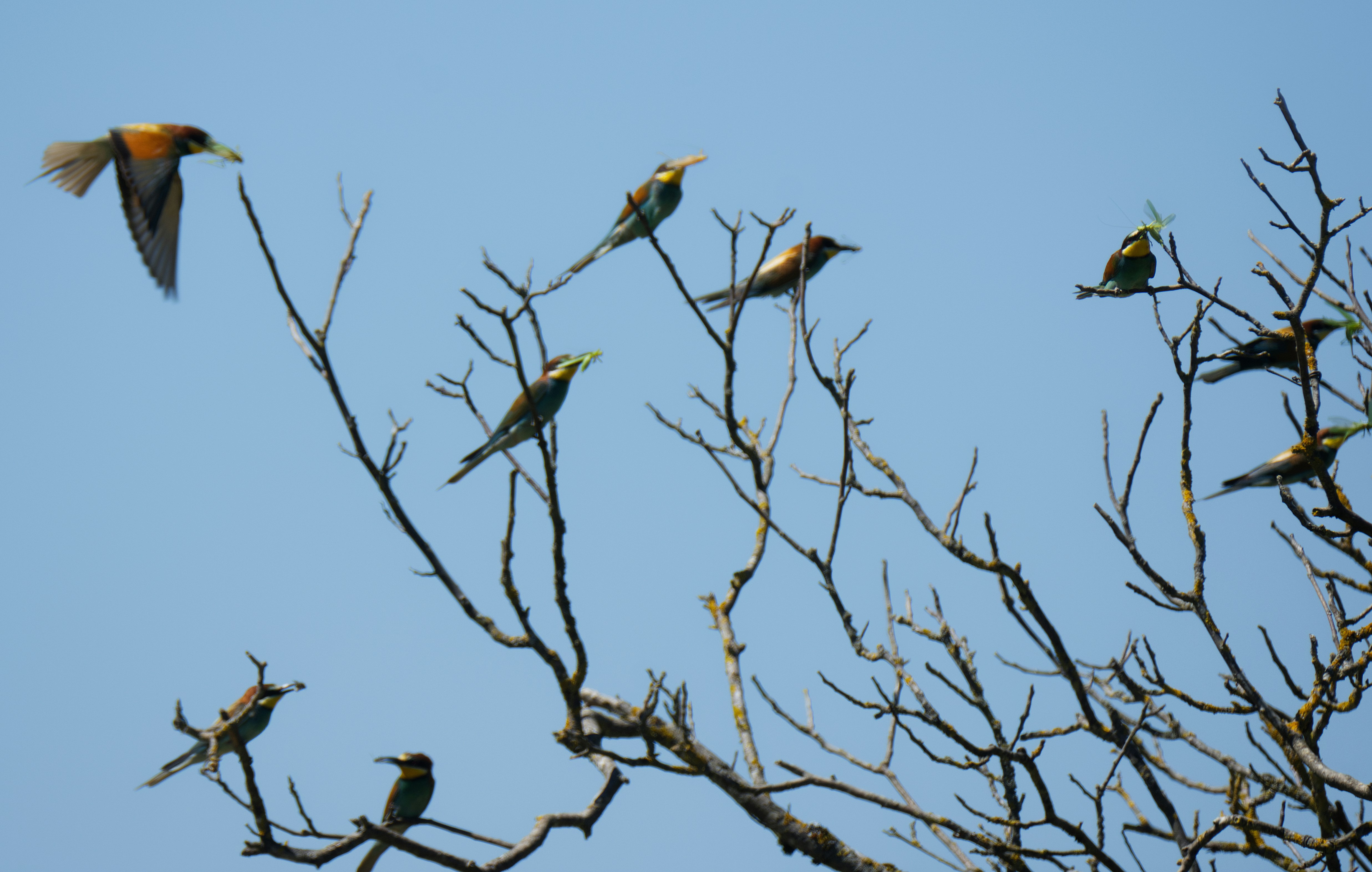 A flock of Swifts among Winter Branches