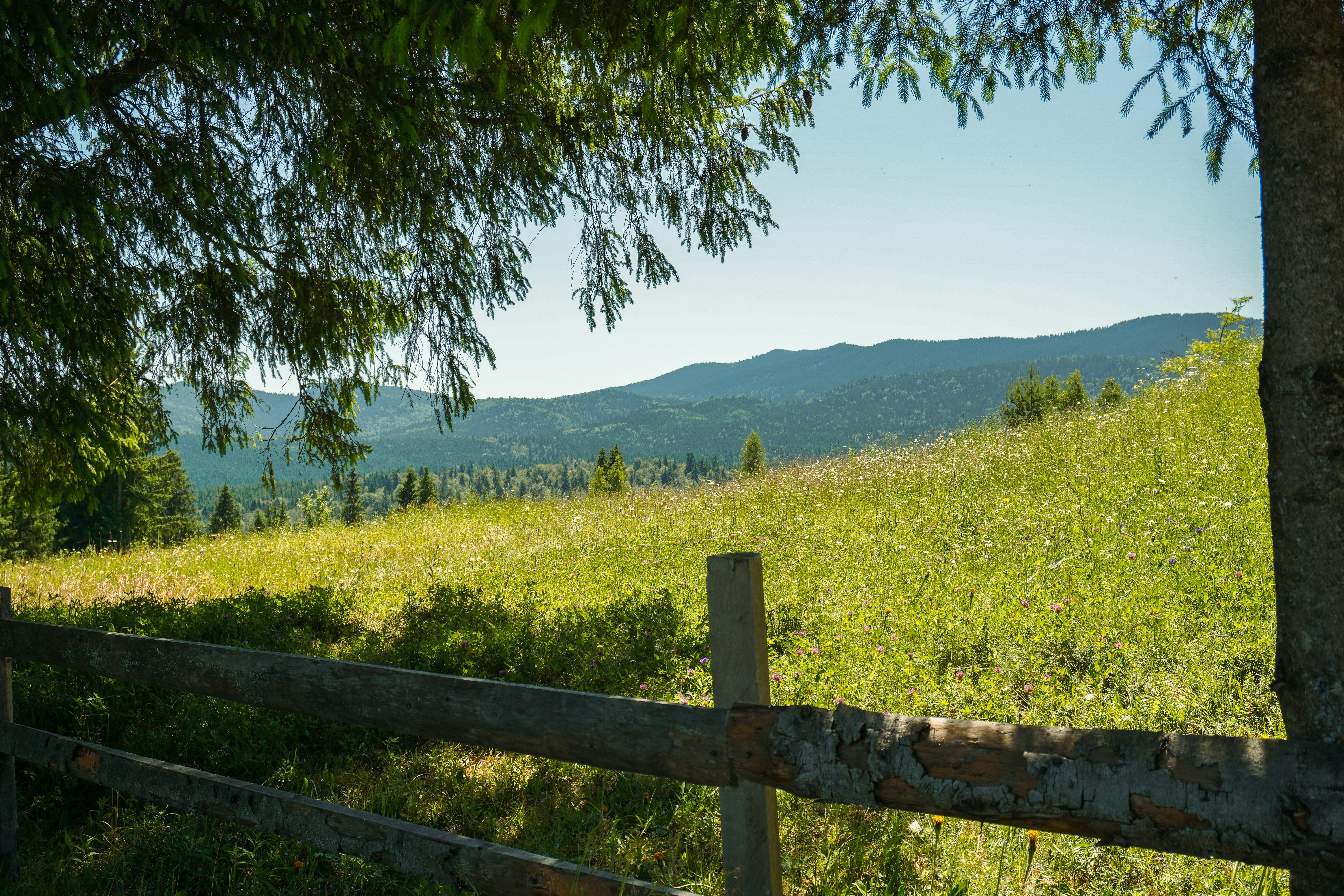 Sunny Meadow Gate: Framed Vista Beneath Cedar Shade