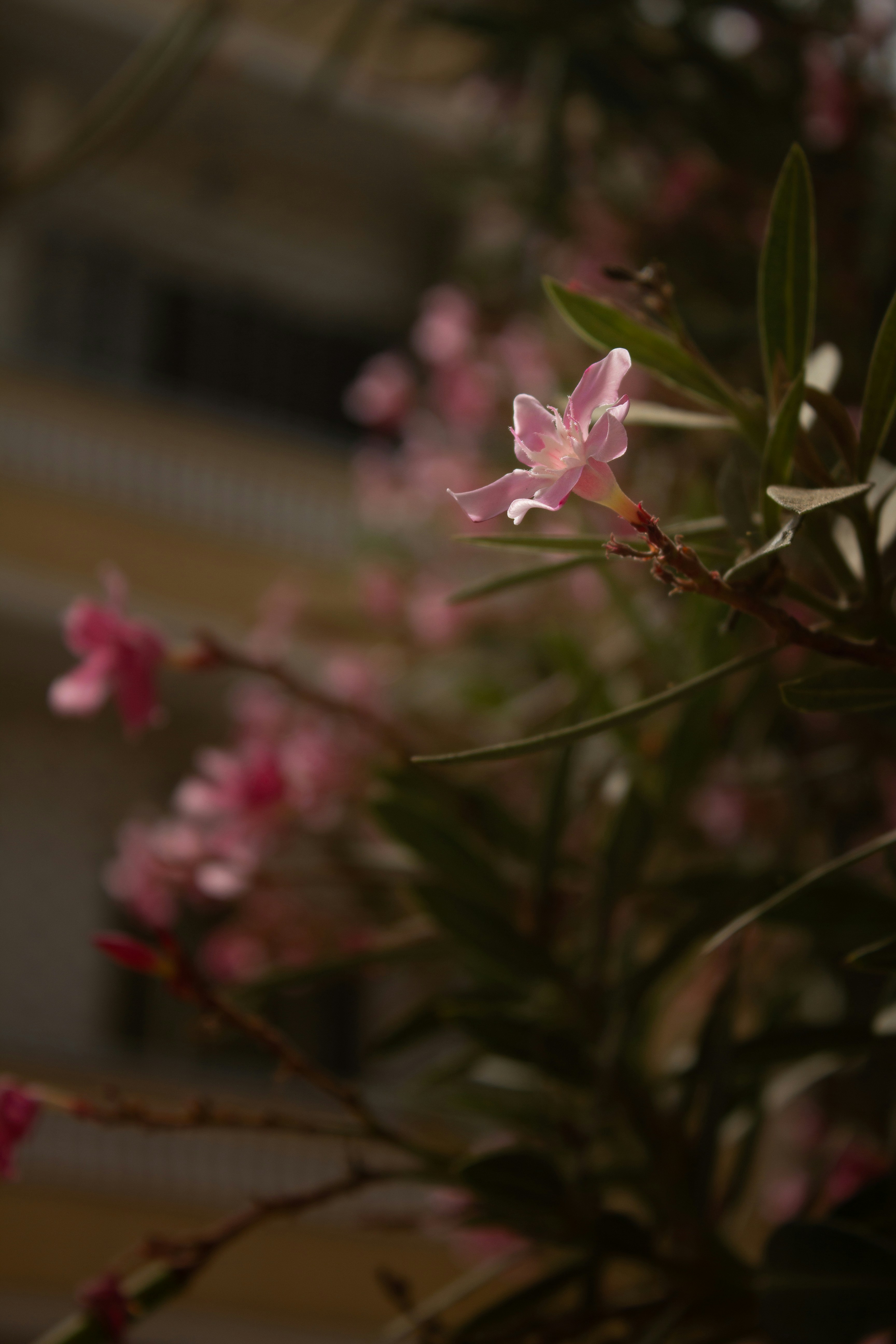 Soft Bloom in Focus: Pink Flower Petals Against a Blurred Urban Backdrop