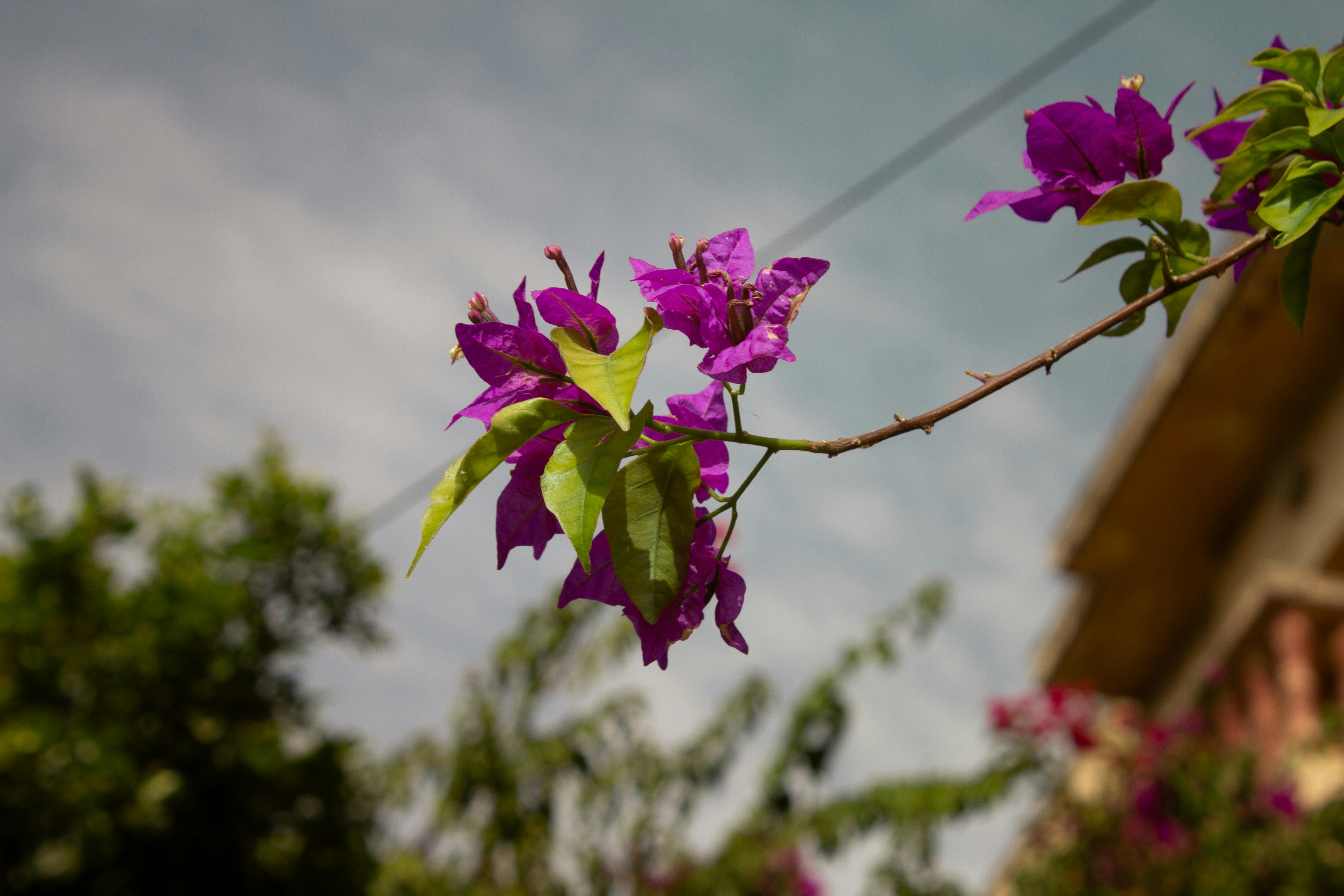 Purple Bougainvillea Burst in a Sunlit Backyard