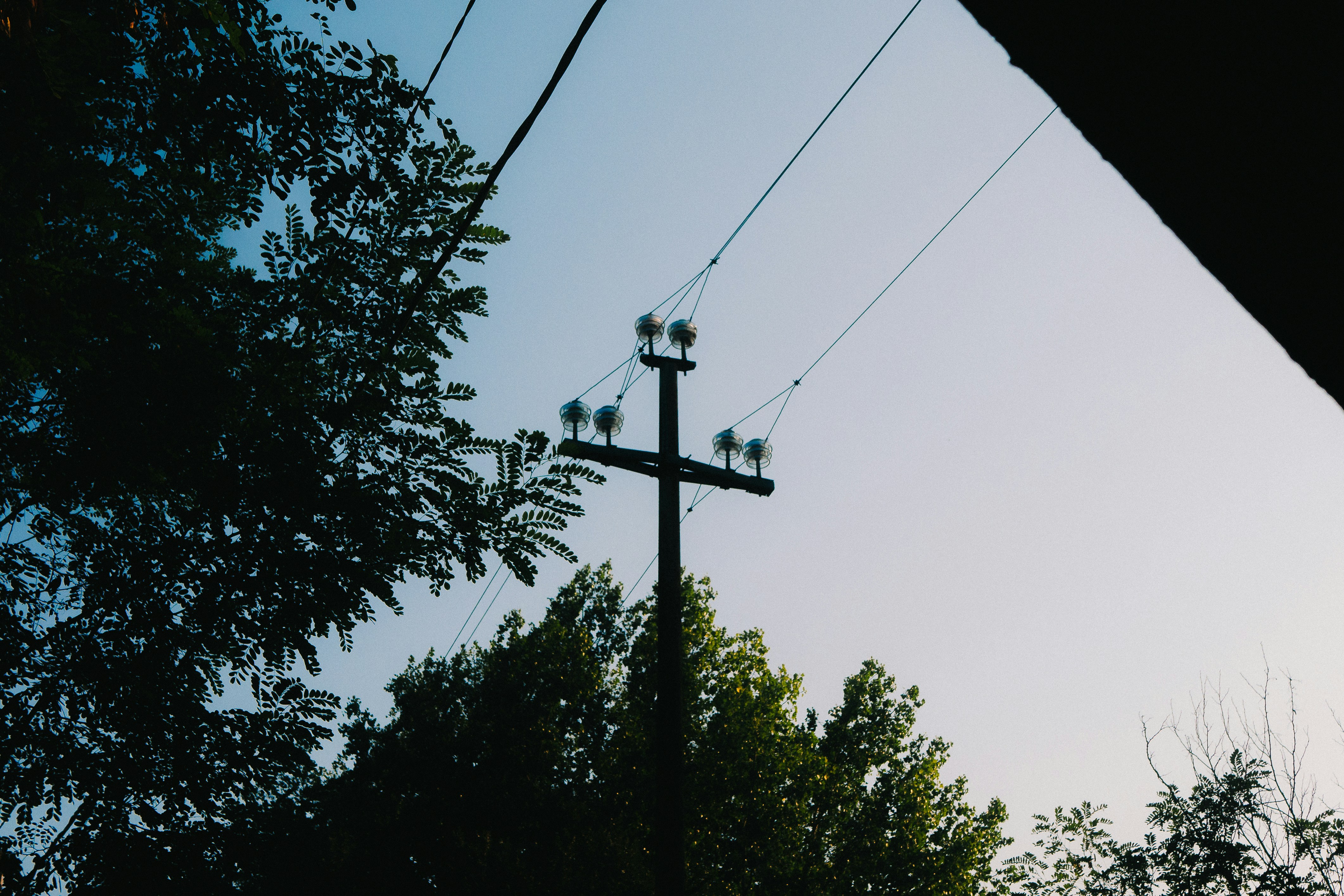 Cables, Trees, and a Quiet Skyline