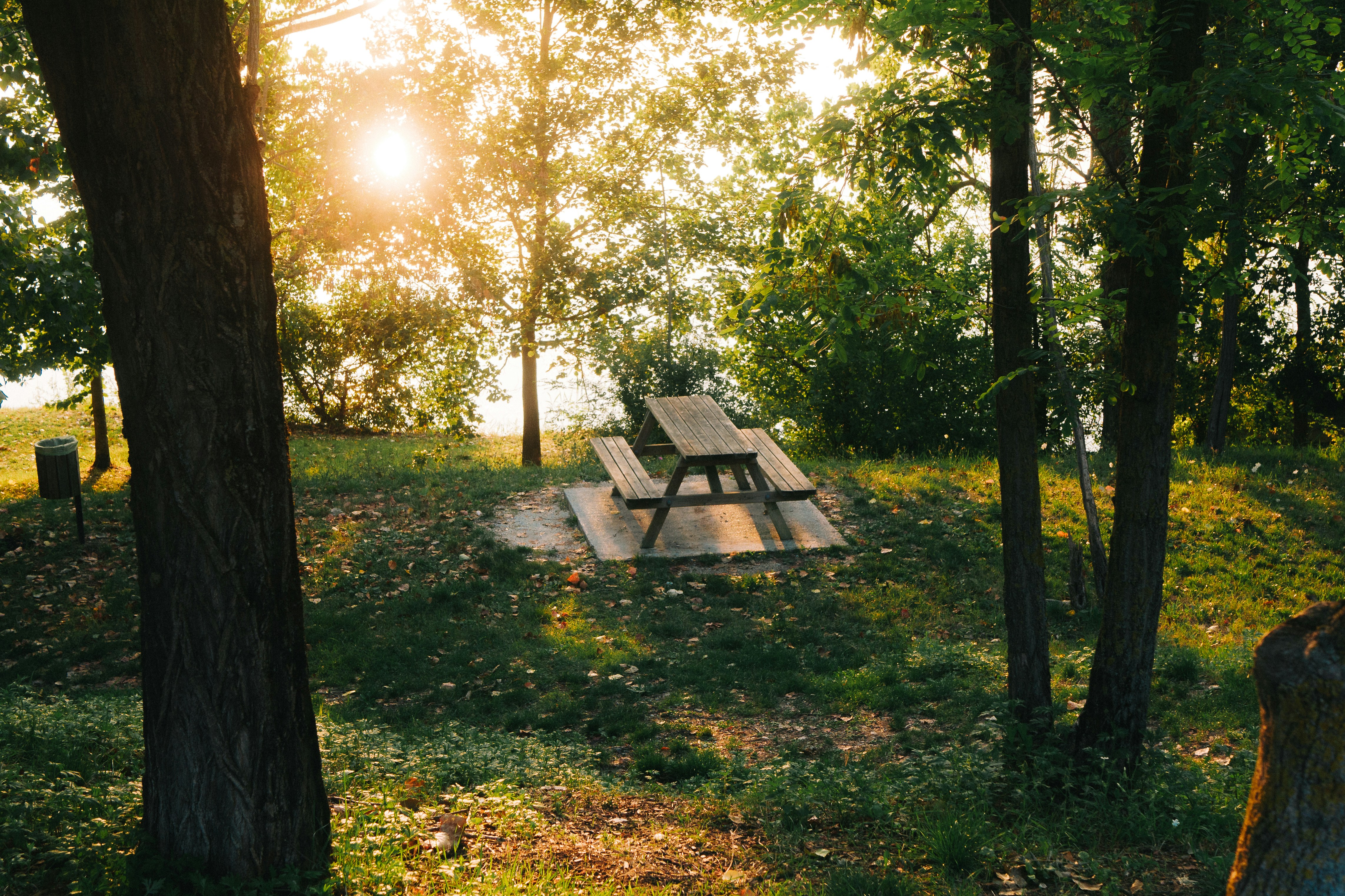 Sunlit Picnic Amid Quiet Trees