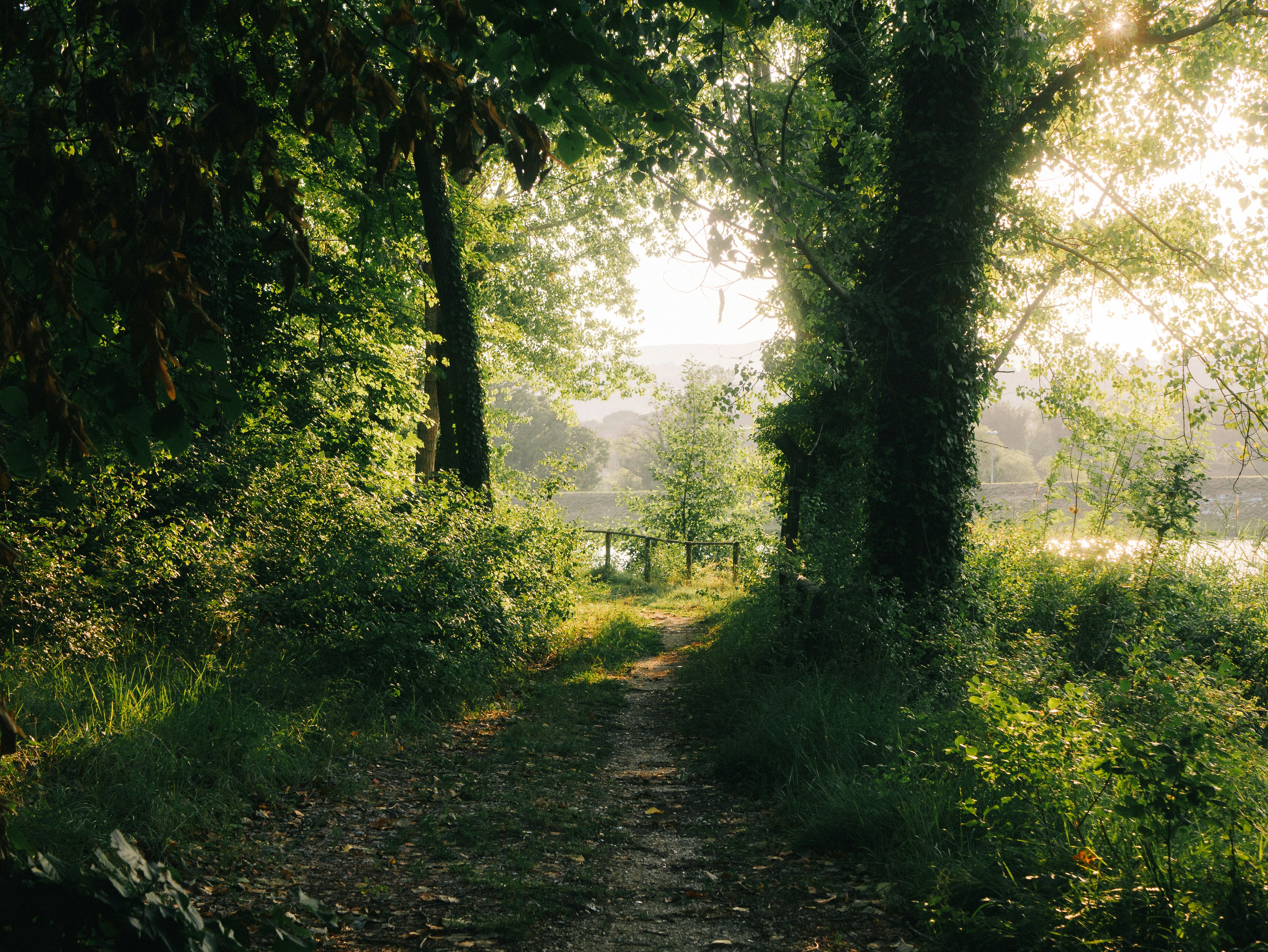 Sunlit Path Through a Quiet Riverside Grove