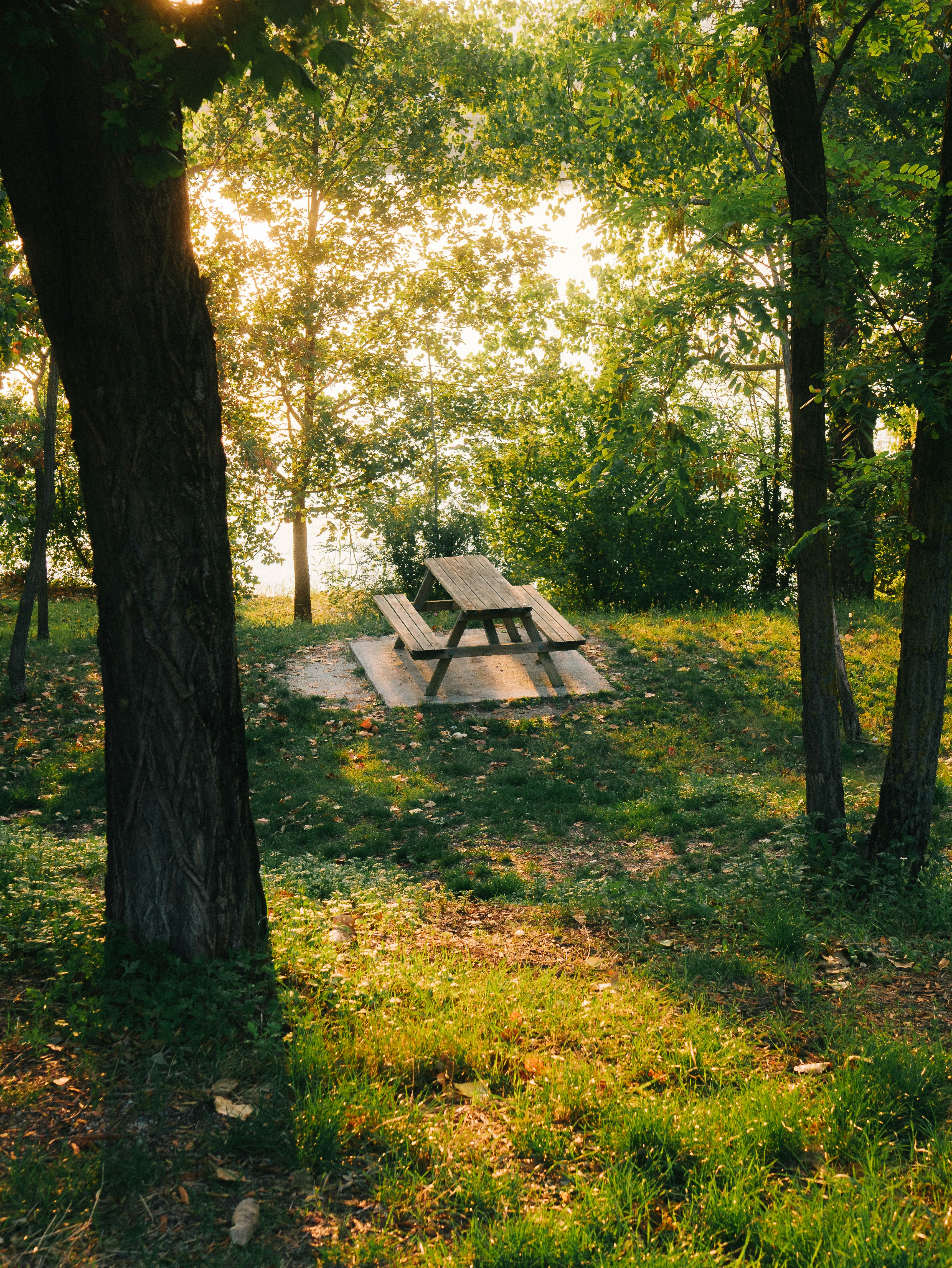 Sunlit Clearing with Picnic Table Amid Tall Pines