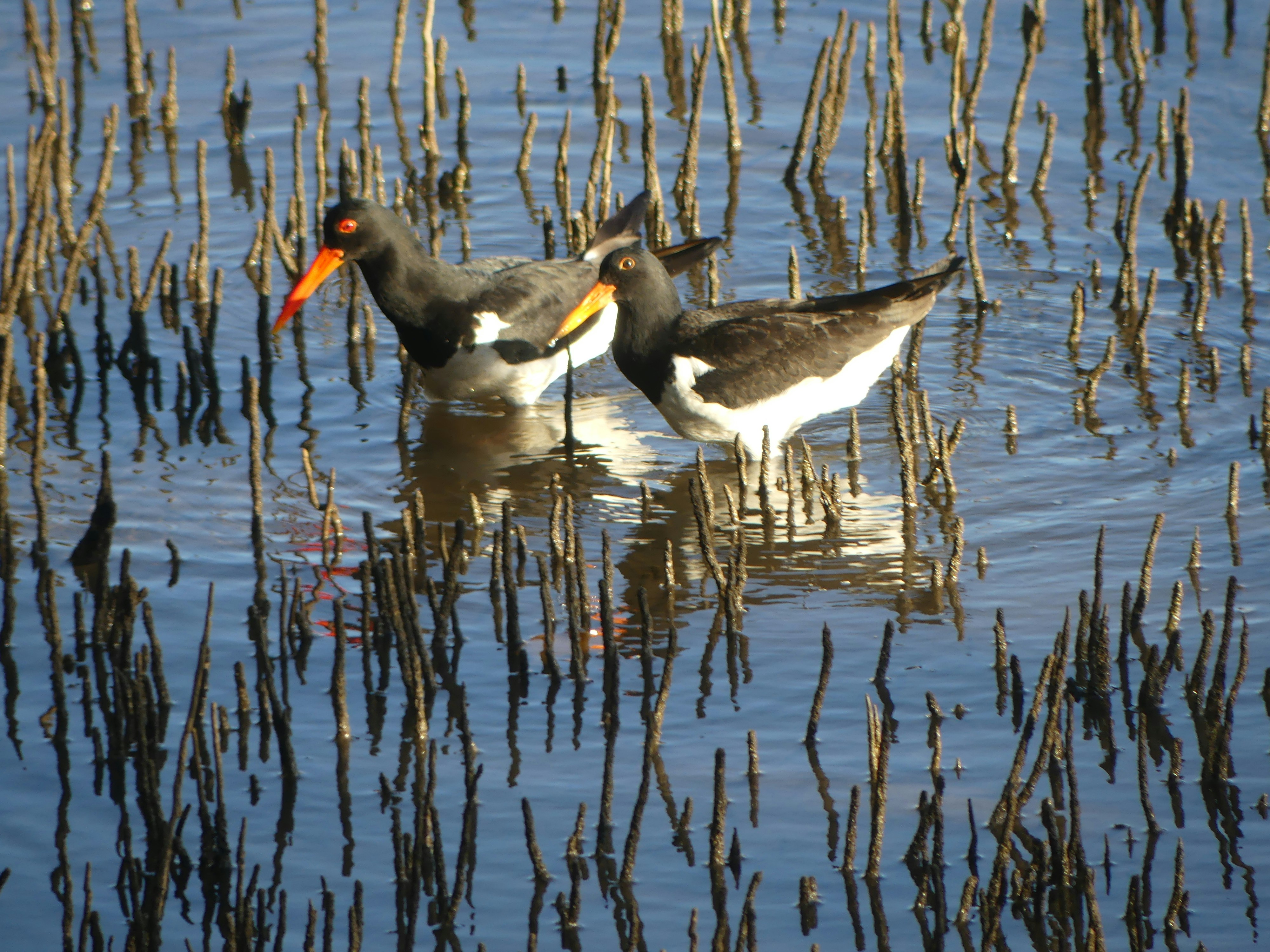 Two Black Oystercatchers in Reedy Waters