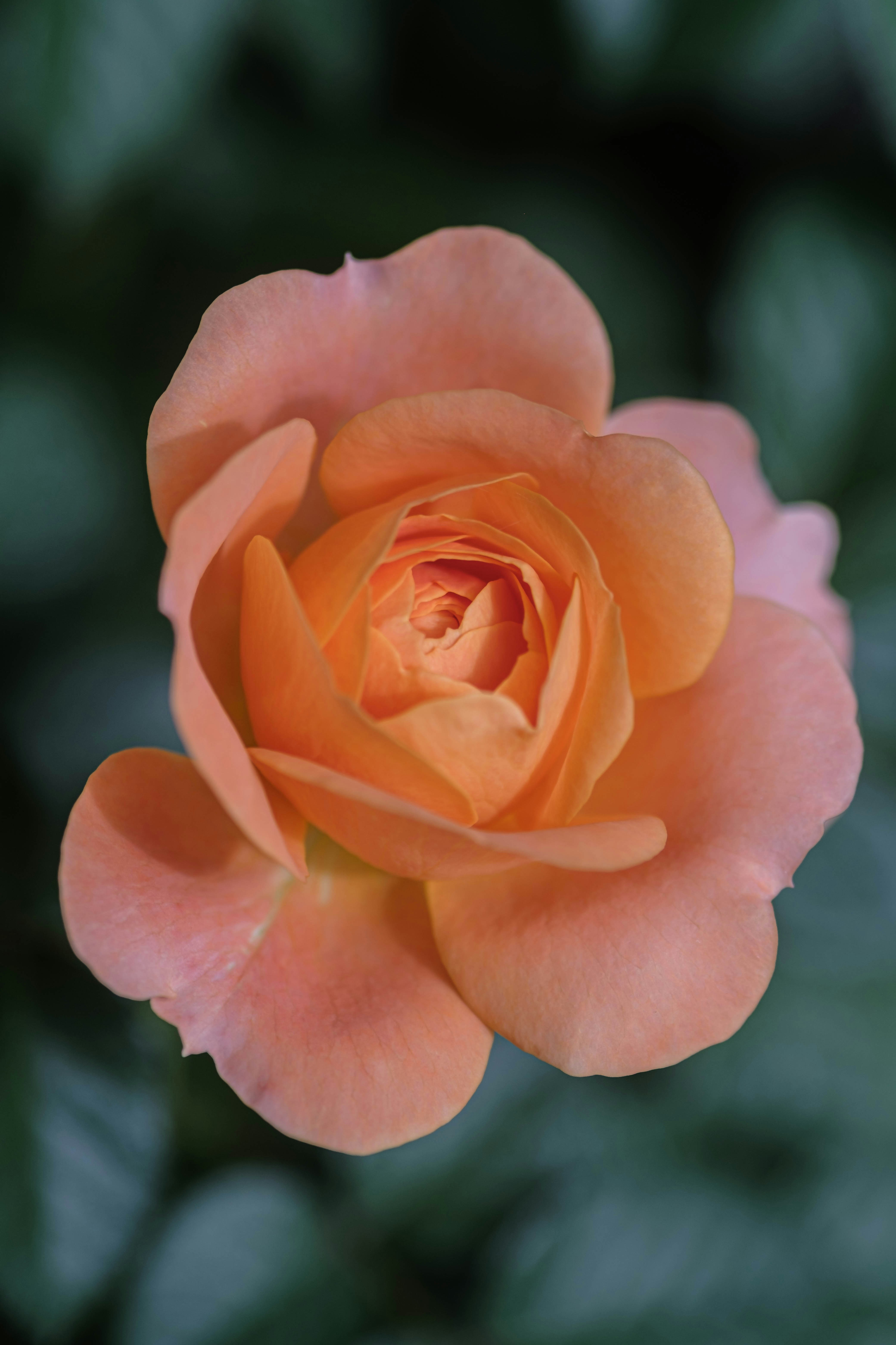Peach月rose: a curled rose in soft dusk light