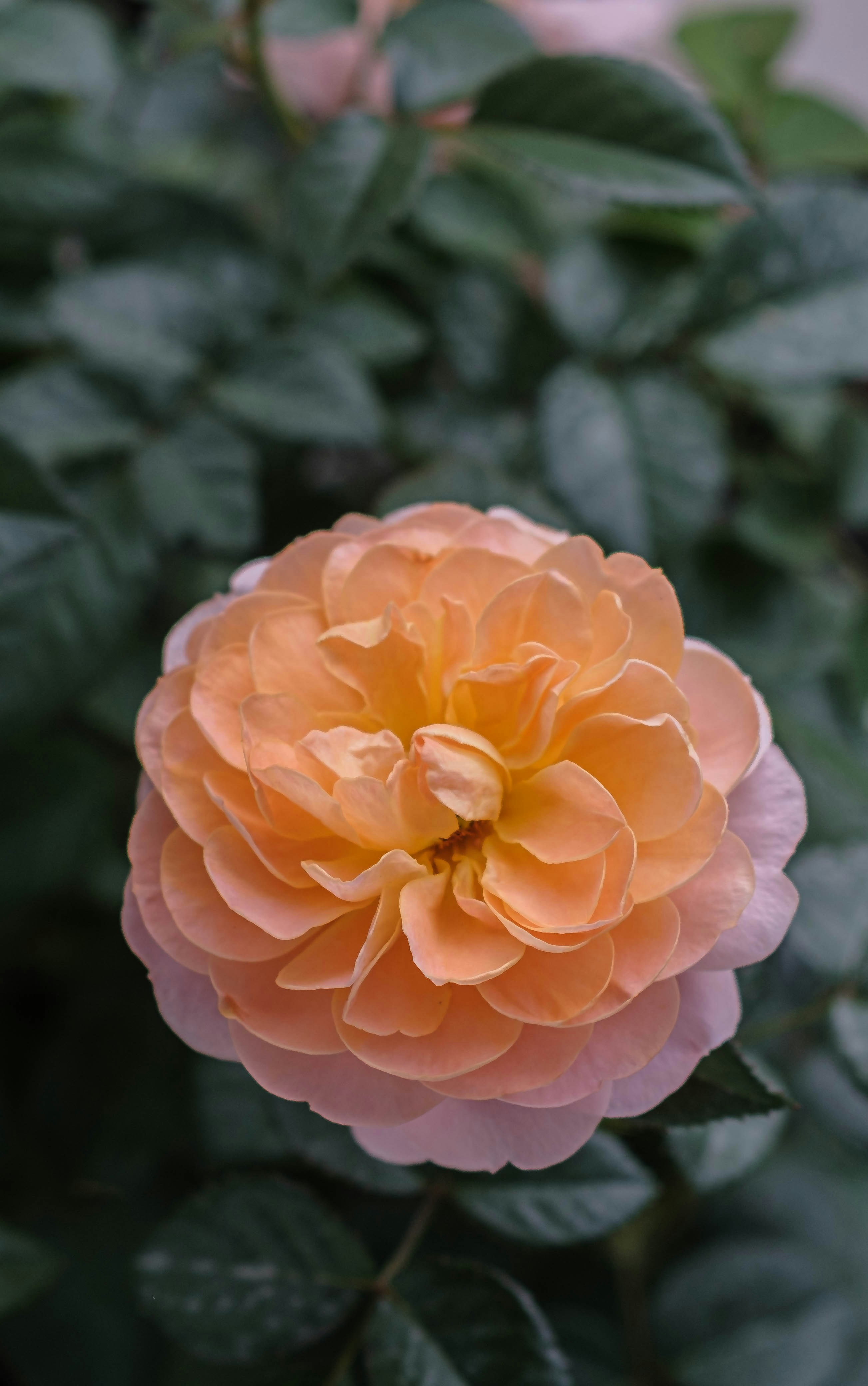 Peachy Rose in Soft Focus Garden