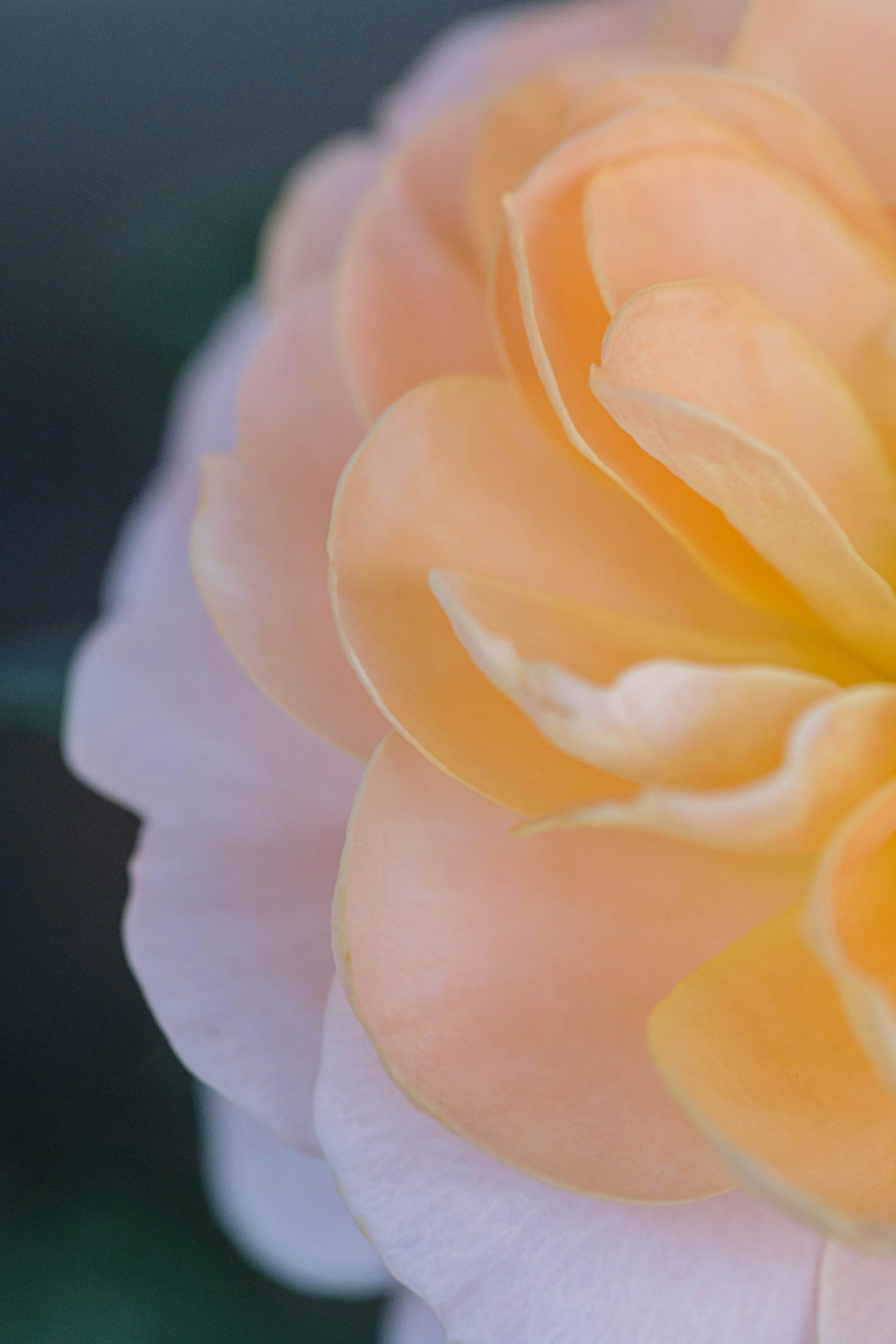 Peach-sunlit Petals: A Close-up of Delicate Rose Quietly Unfolding