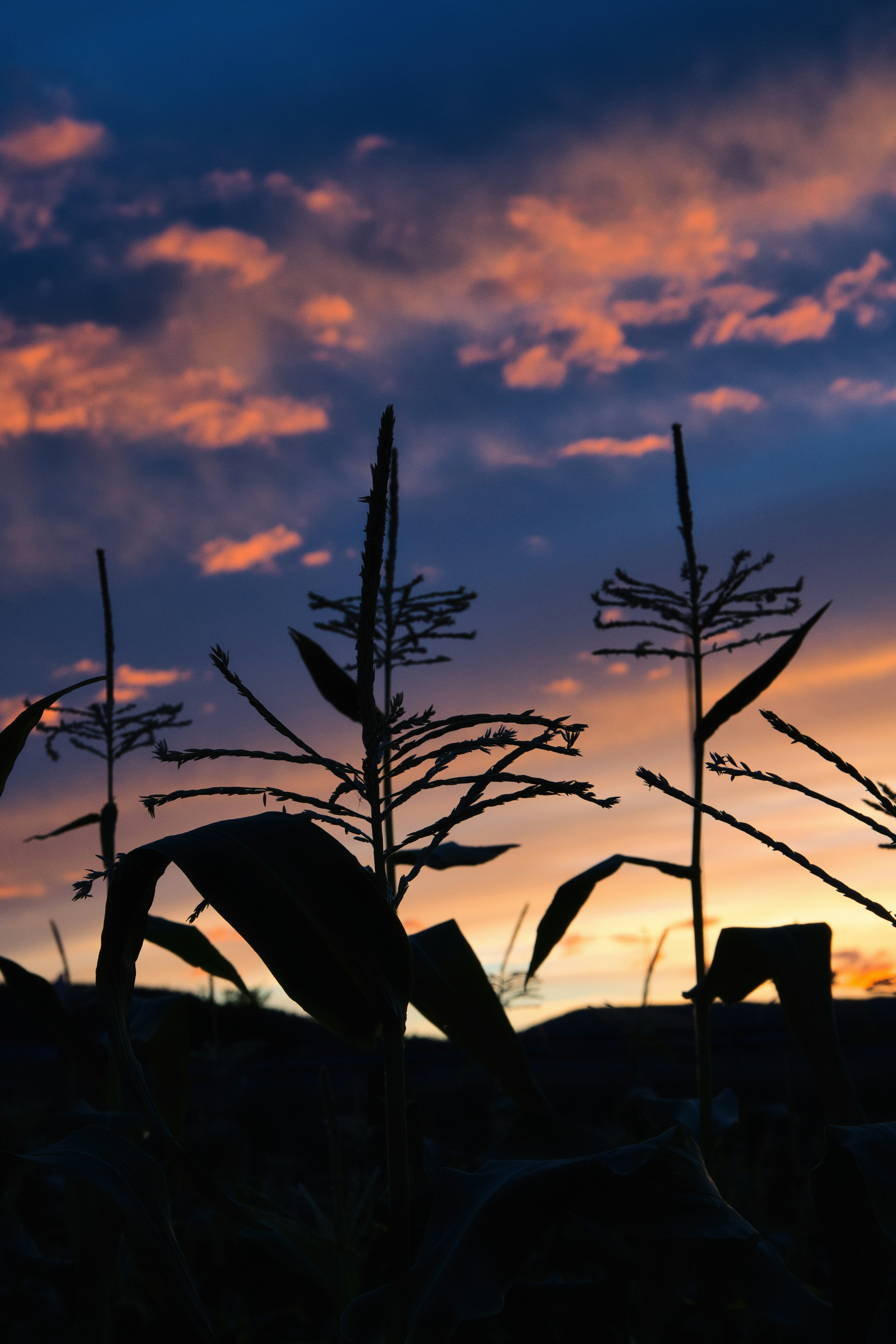 Silhouetted corn stalks against a warm sunset sky; foreground plants create a stark horizon silhouette.