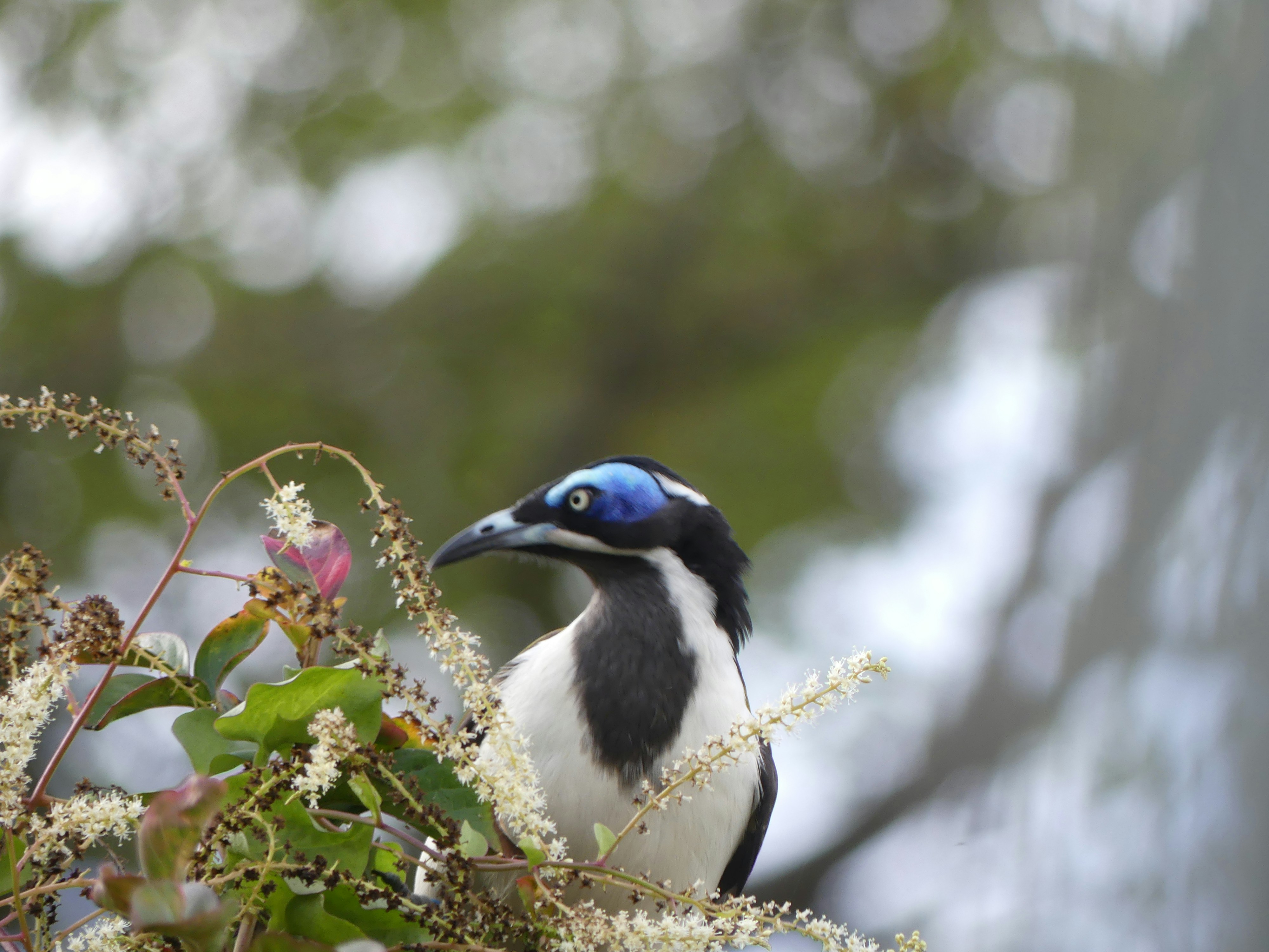 Blue-capped Penguin in Floral Framing