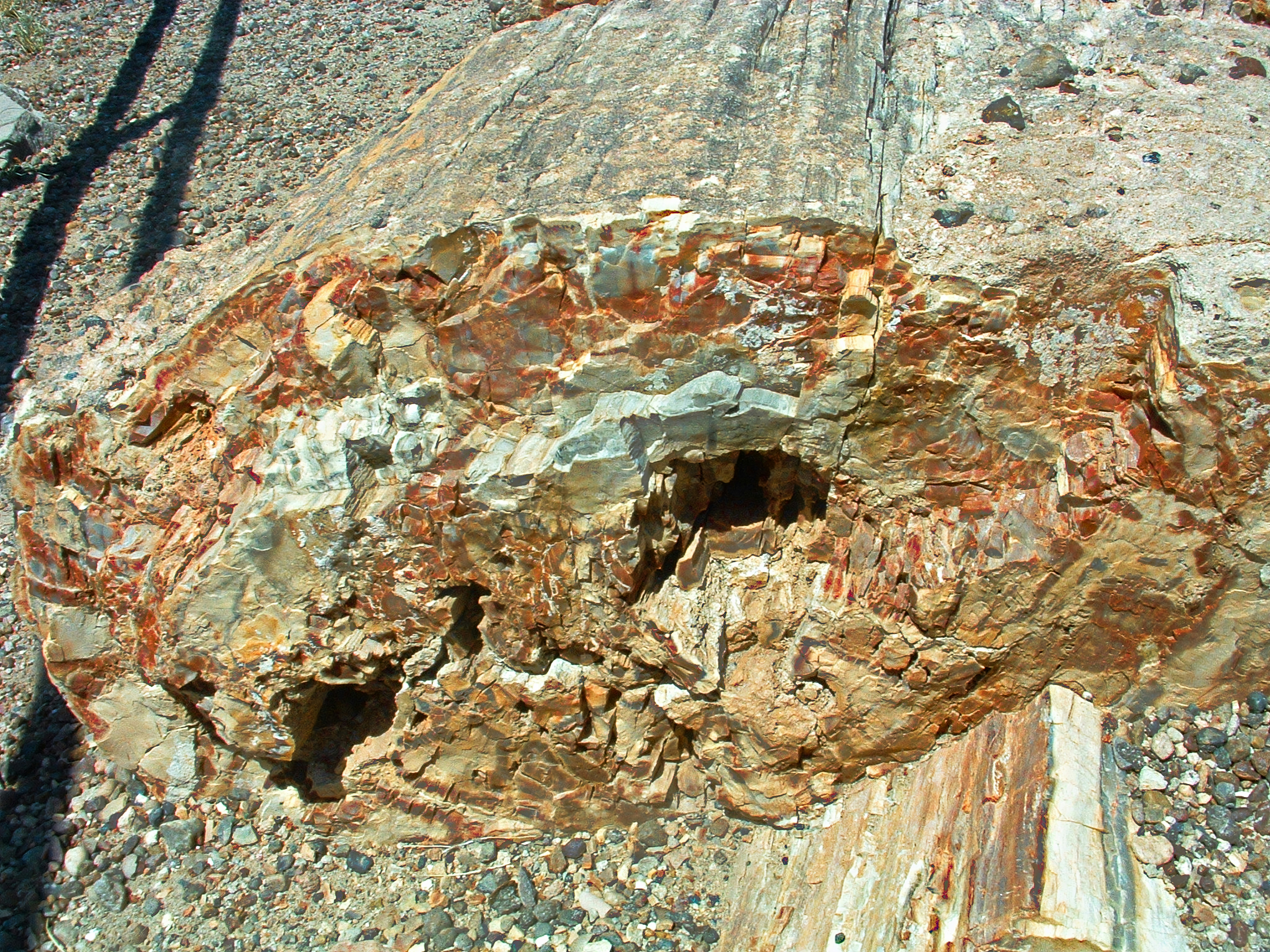 Weathered Boulder Fossils in Sunlit Gravel