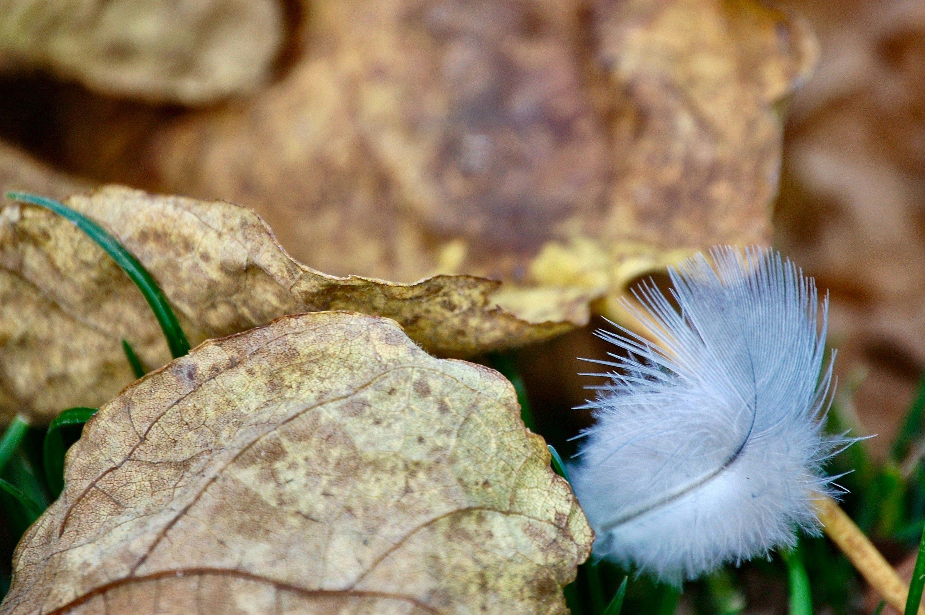 Soft-close crop reveals a pale blue feather resting beside brown autumn leaves, with green blades peeking through; a natural macro detail highlighting texture and contrast.