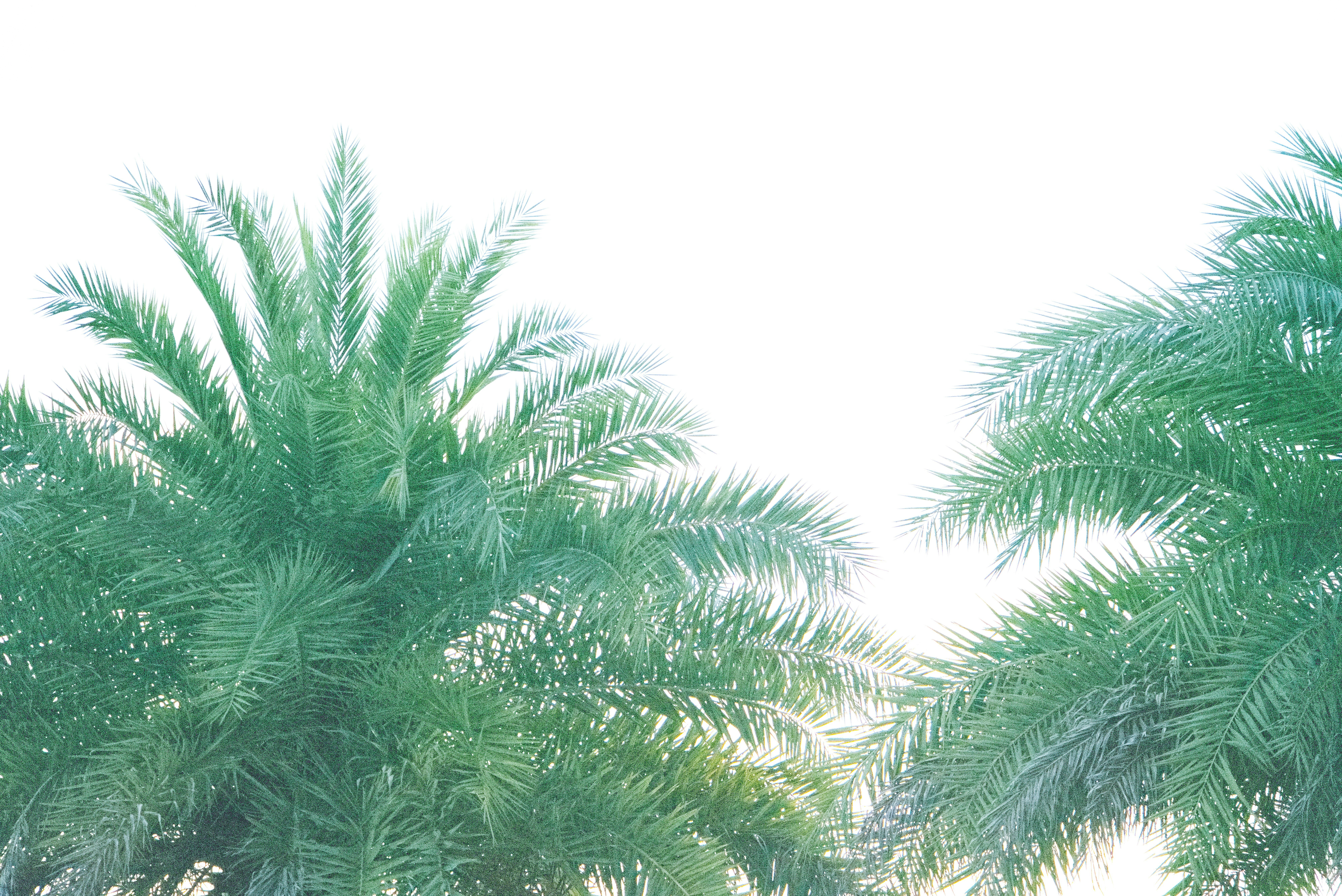 Sunlit Palms at the Edge of Daybreak