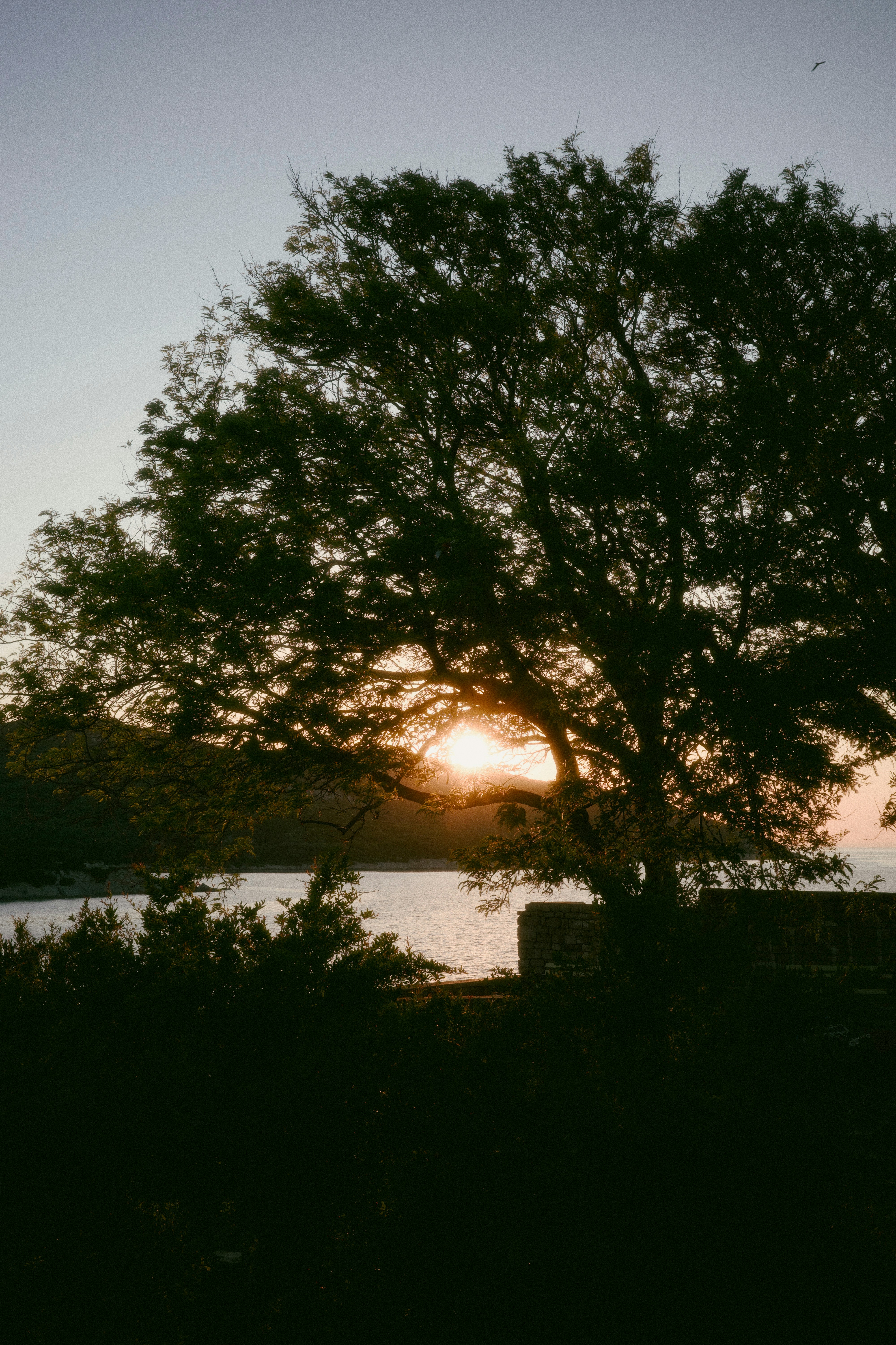 Sunlit silhouette: a lone tree frames the golden hour by the shore
