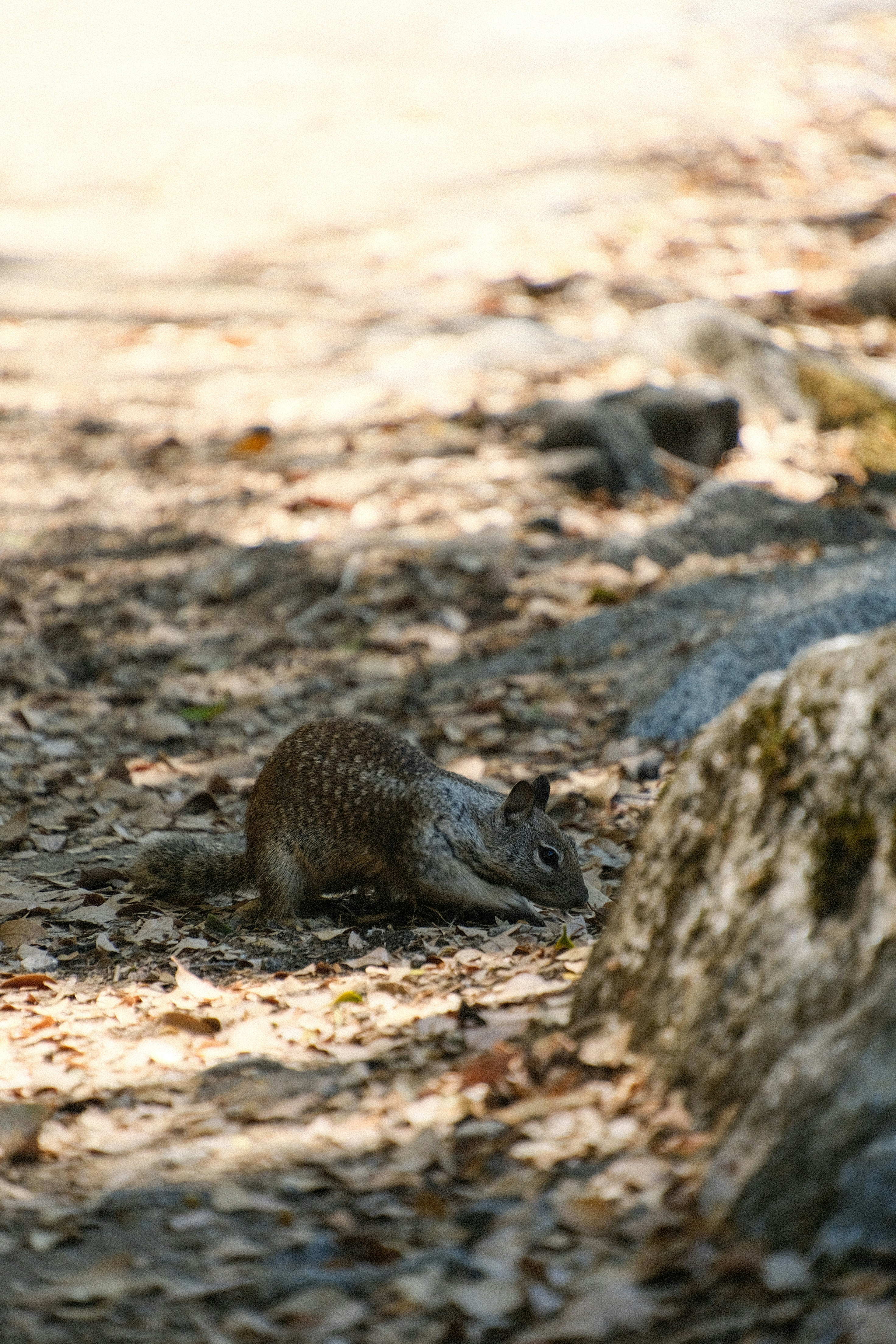 Ground-level Squirrel in Dappled Forest Light