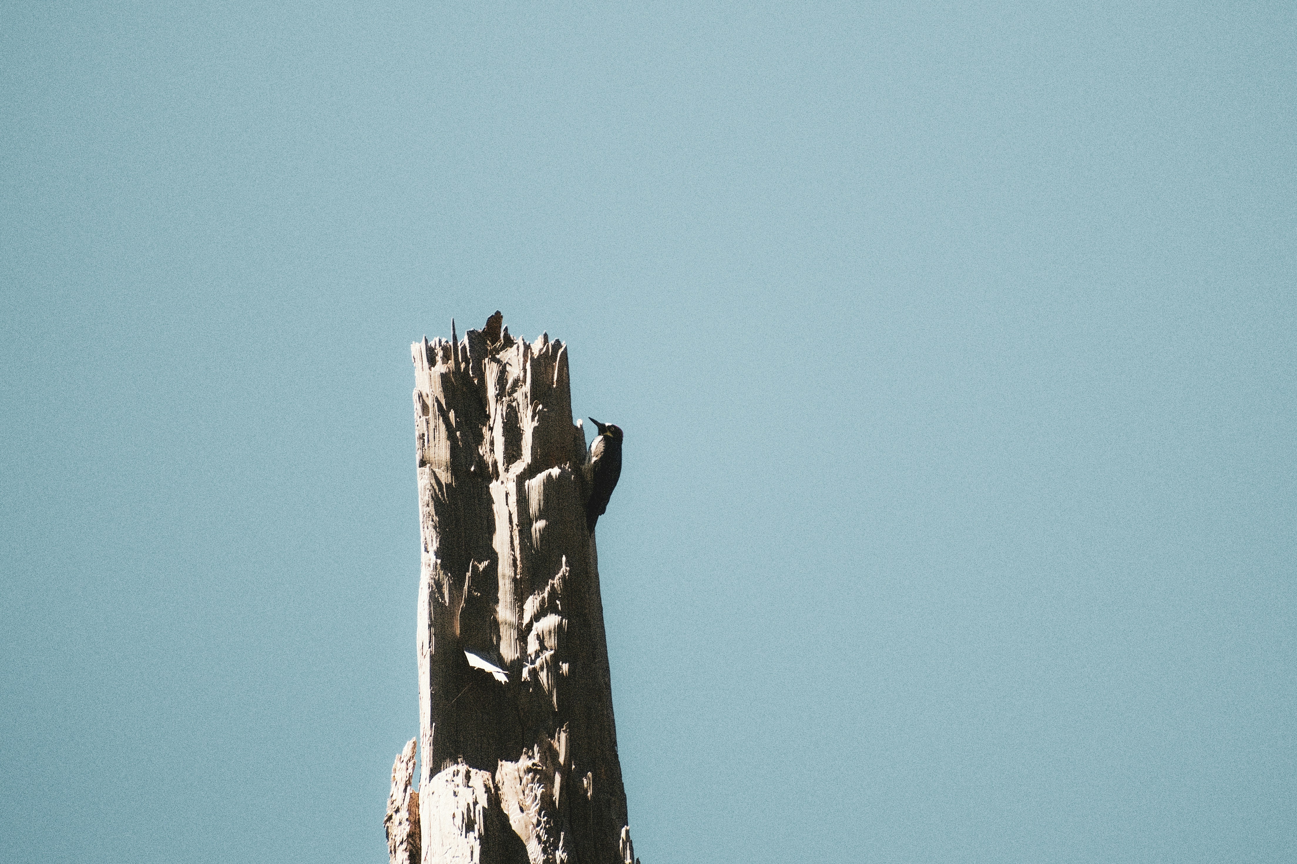 Weathered Spear of Sky