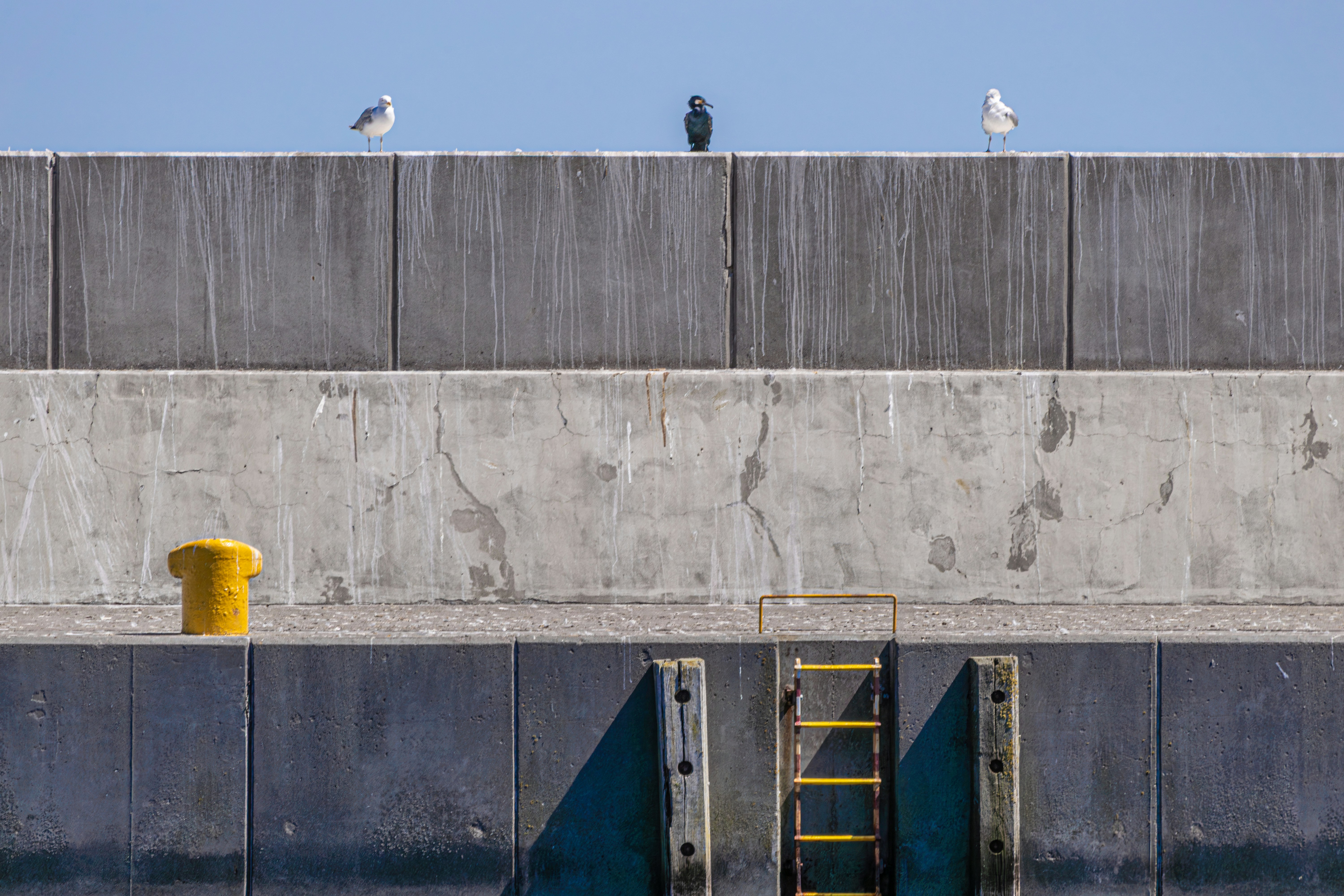 Seagulls over a rain-washed breakwall