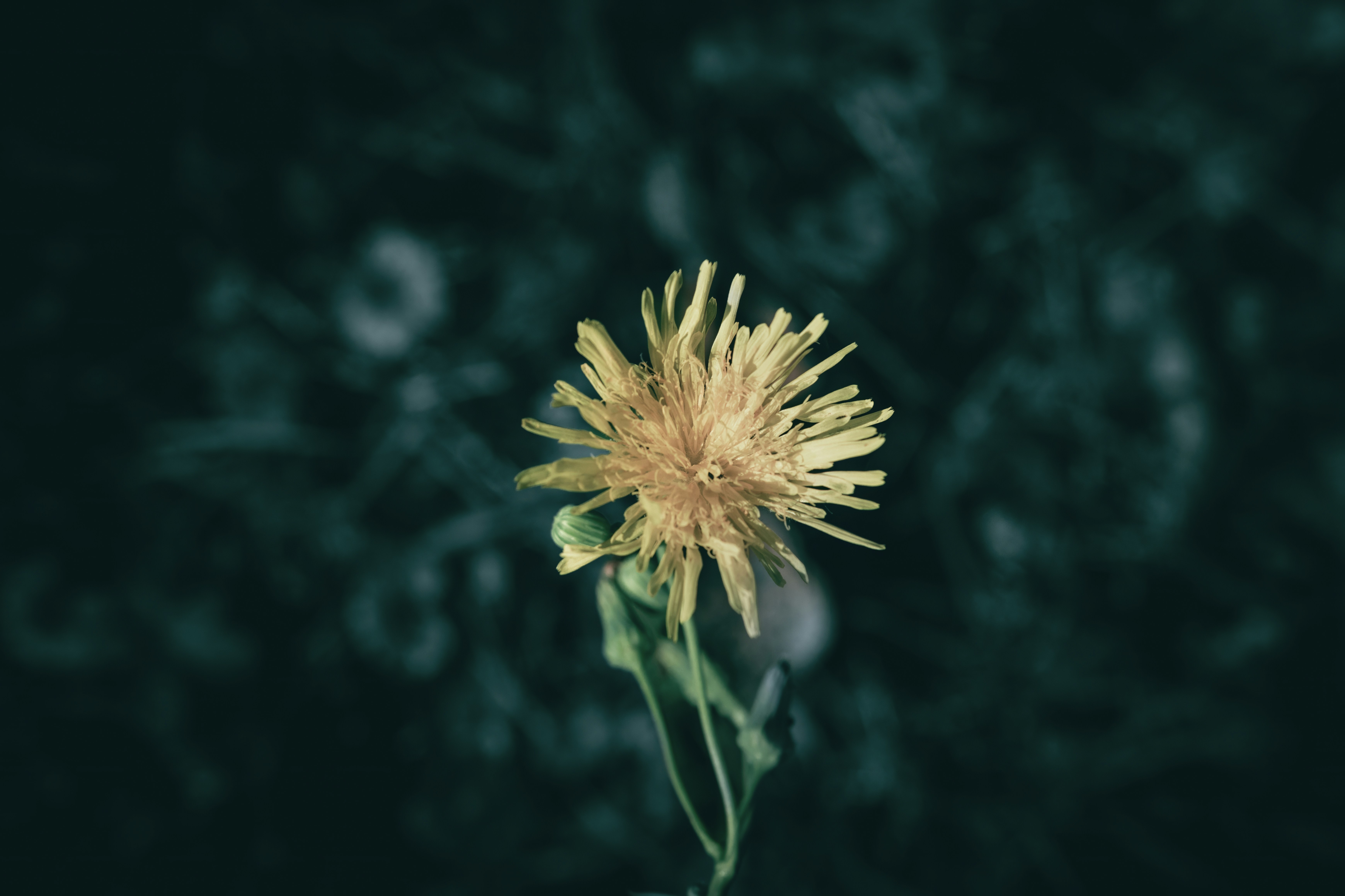 Singleton Golden Bloom Against Velvet Green