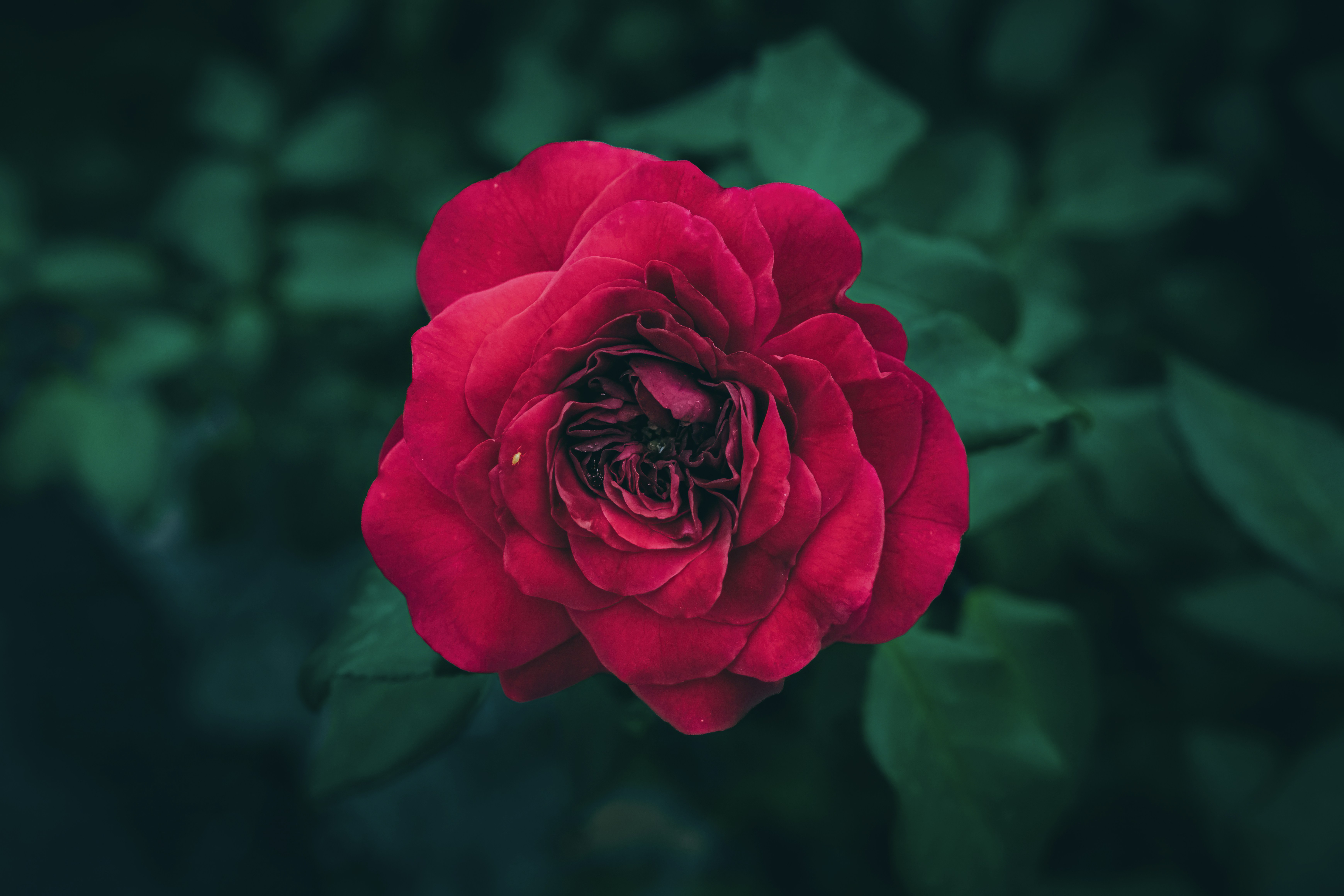 Crimson Rose at the Center of Quiet Green