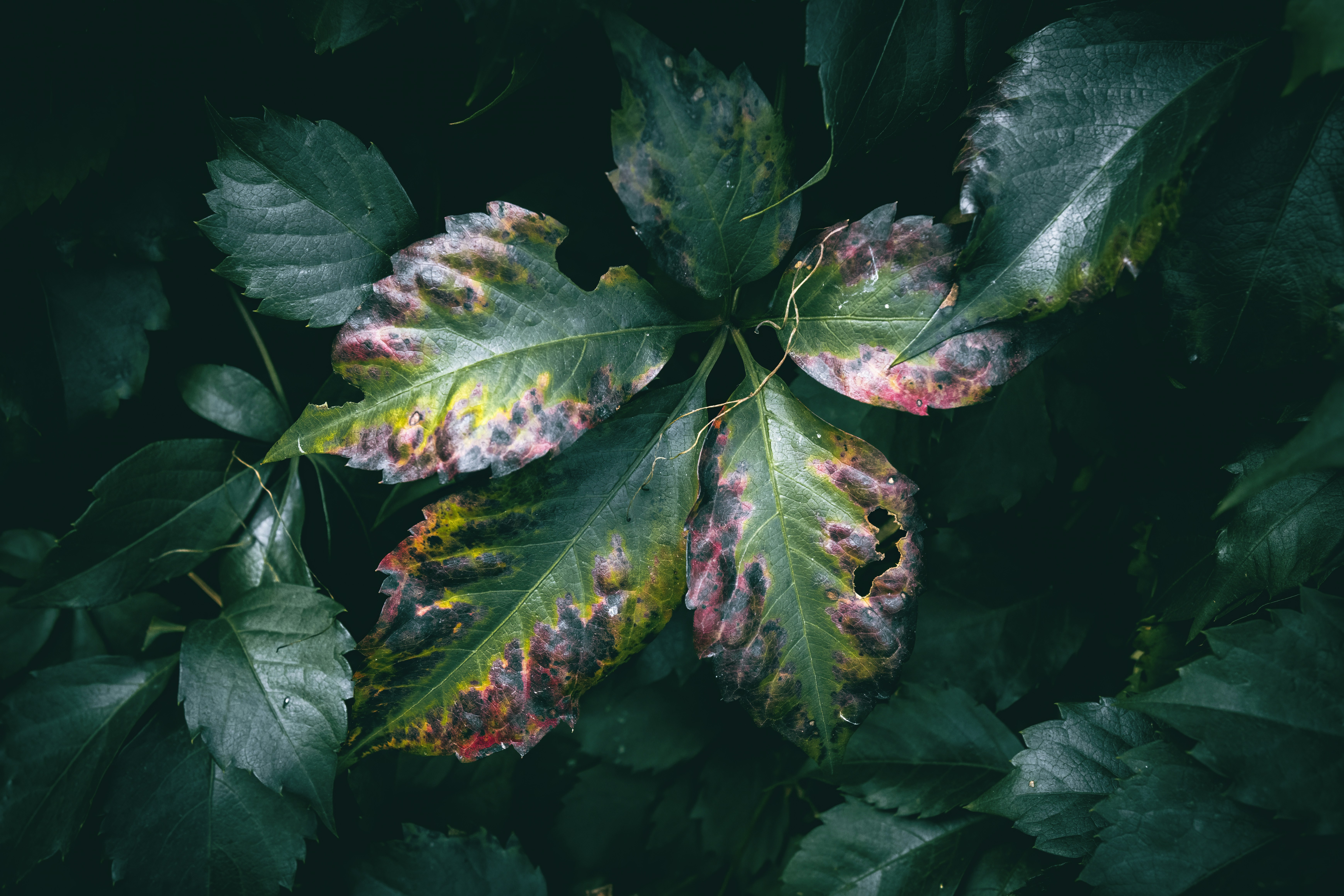 Vivid variegation on a ivy leaf row reveals subtle autumn edges