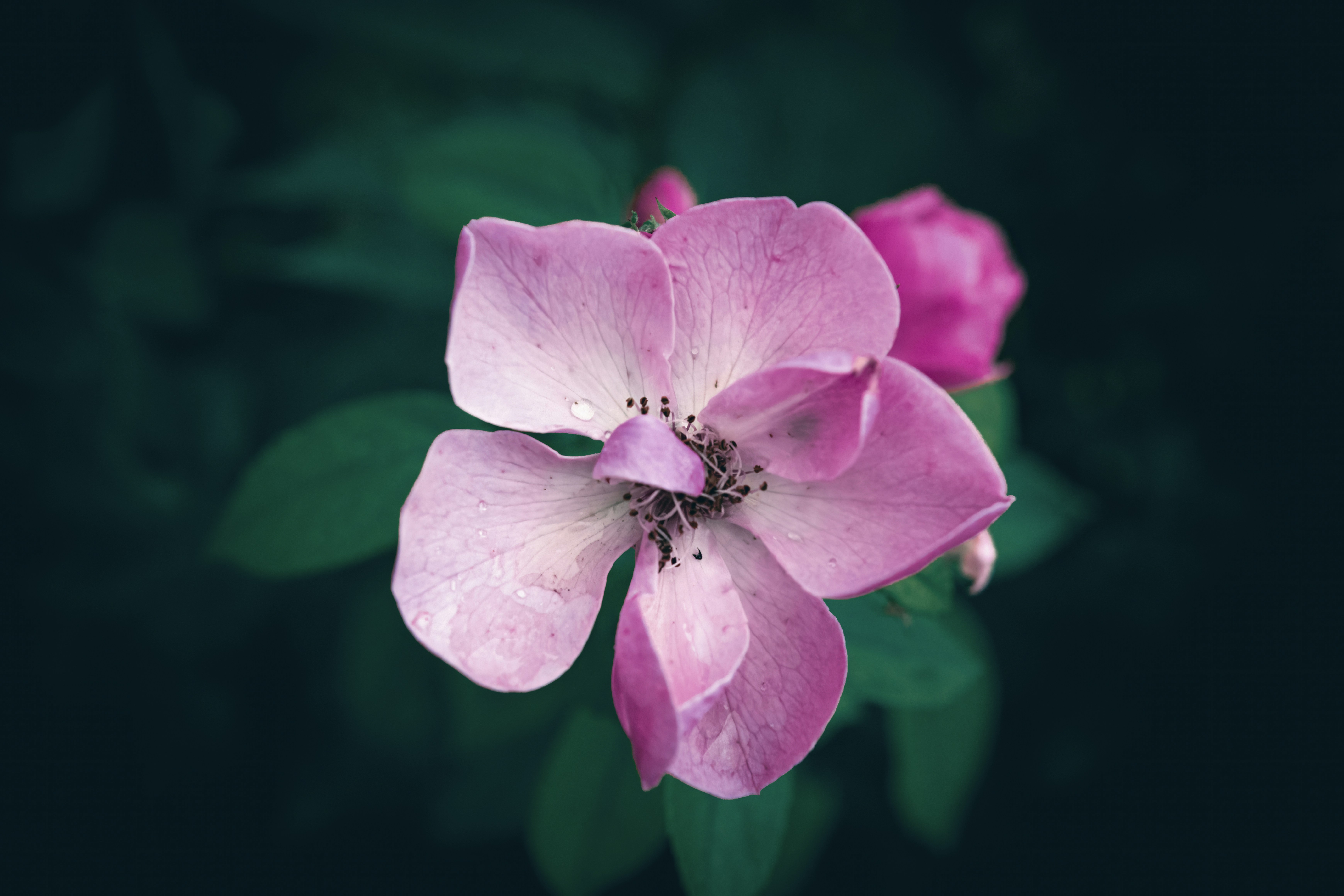 Pink flower in a moody garden: subtle bloom at center stage