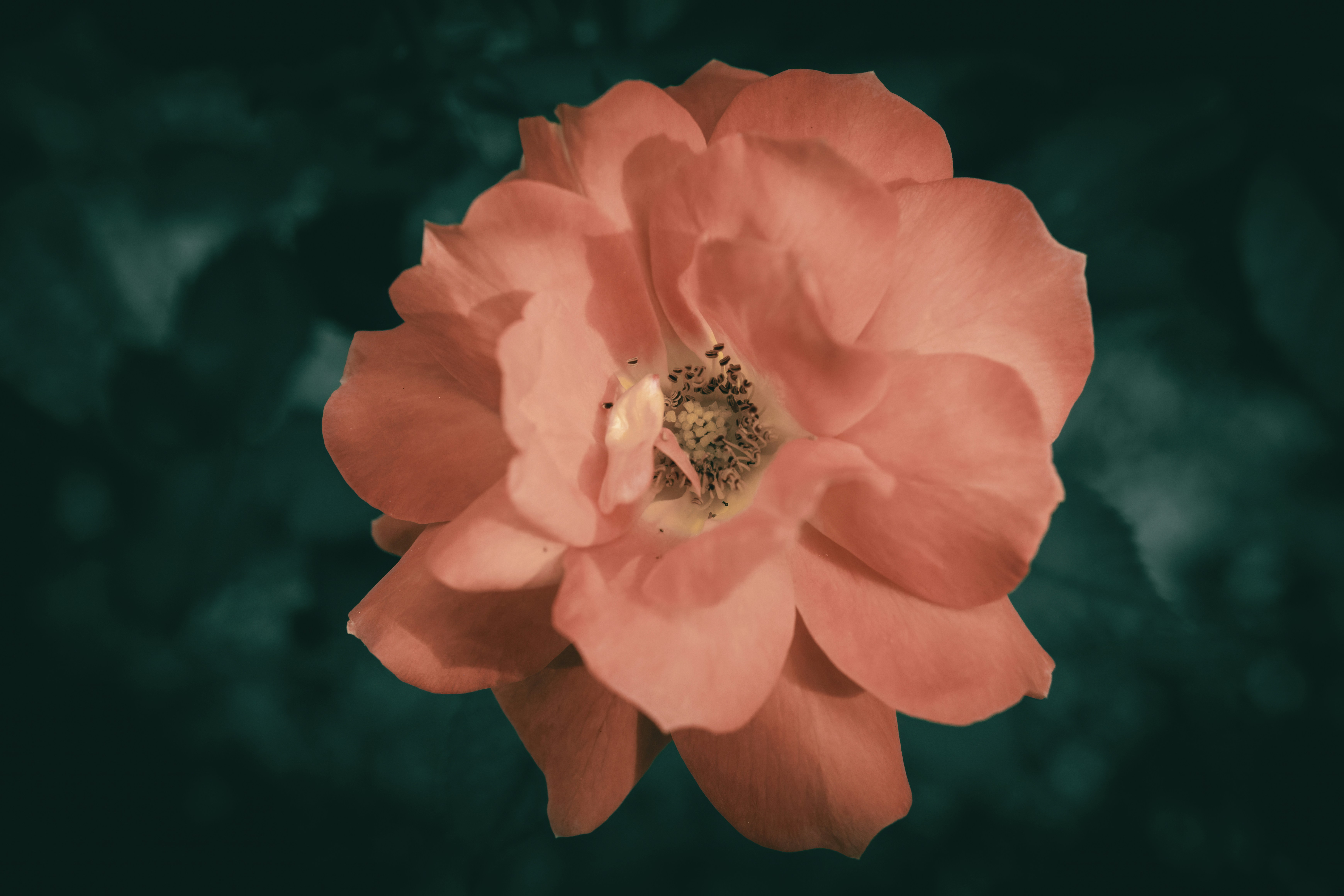 A Coral Bloom Centered in Moonlit Turquoise