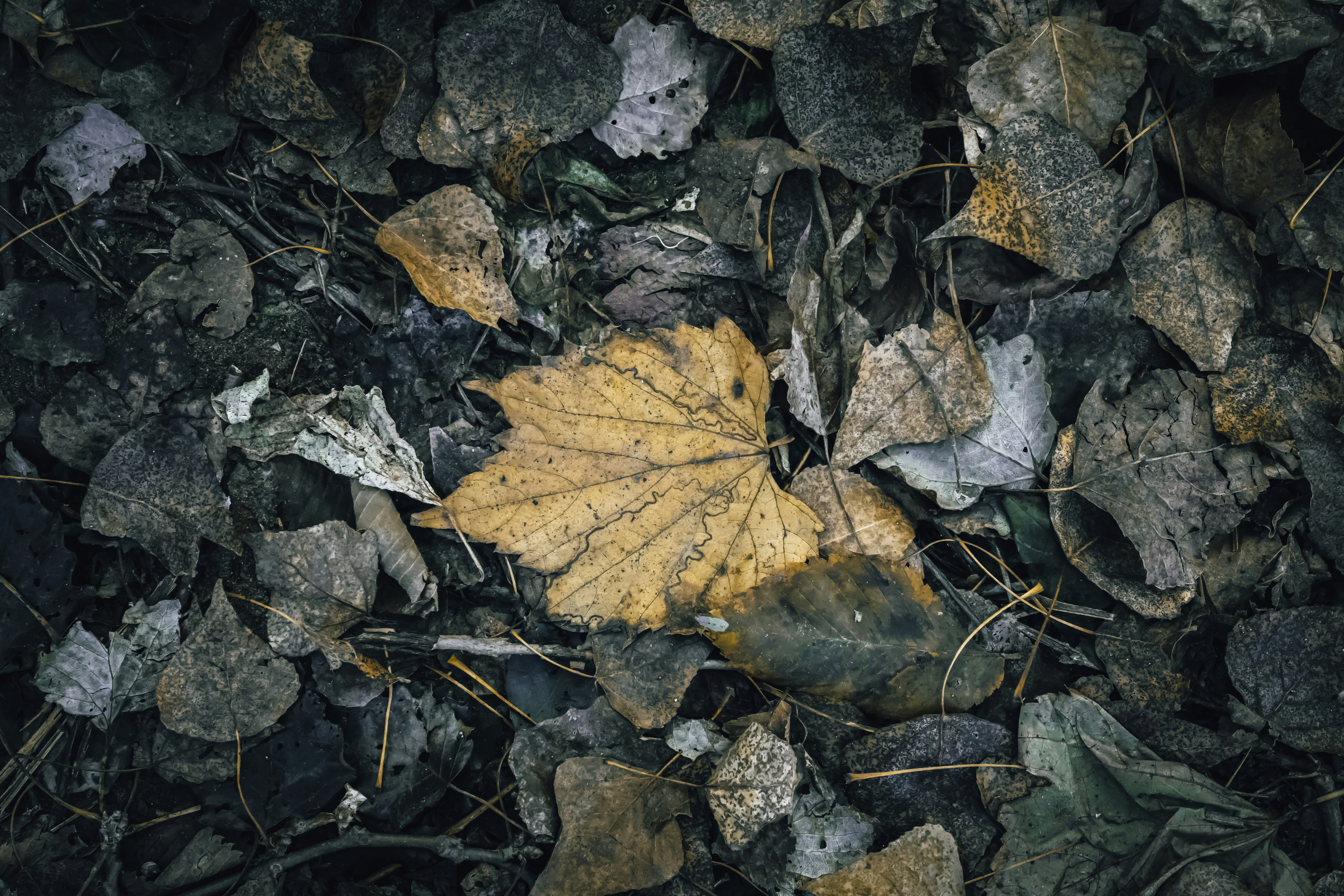 Autumn Leaf Mosaic on a Shadowed Forest Floor