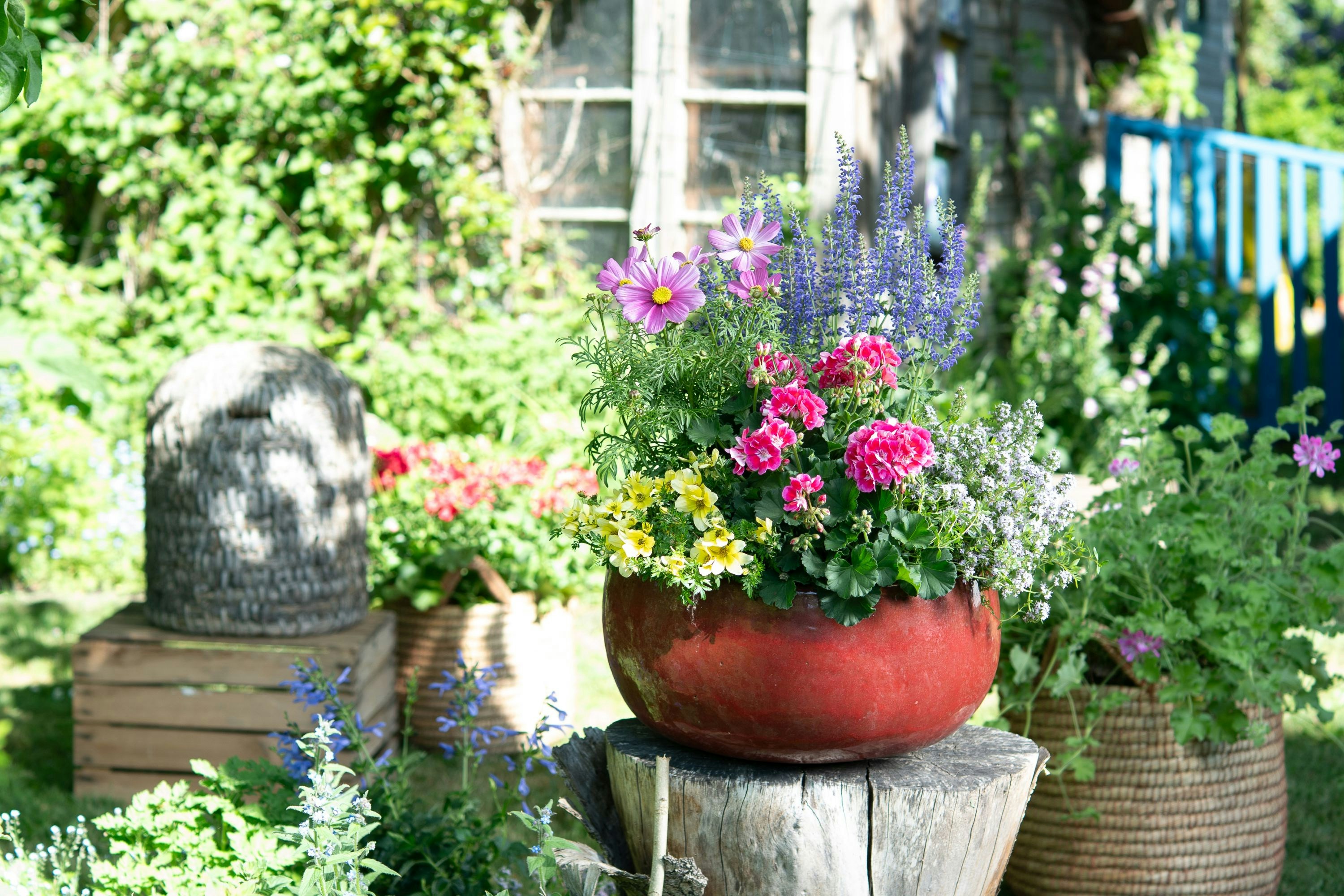 Flower Pot on a Weathered Log: A Garden Still Life in Bright Light