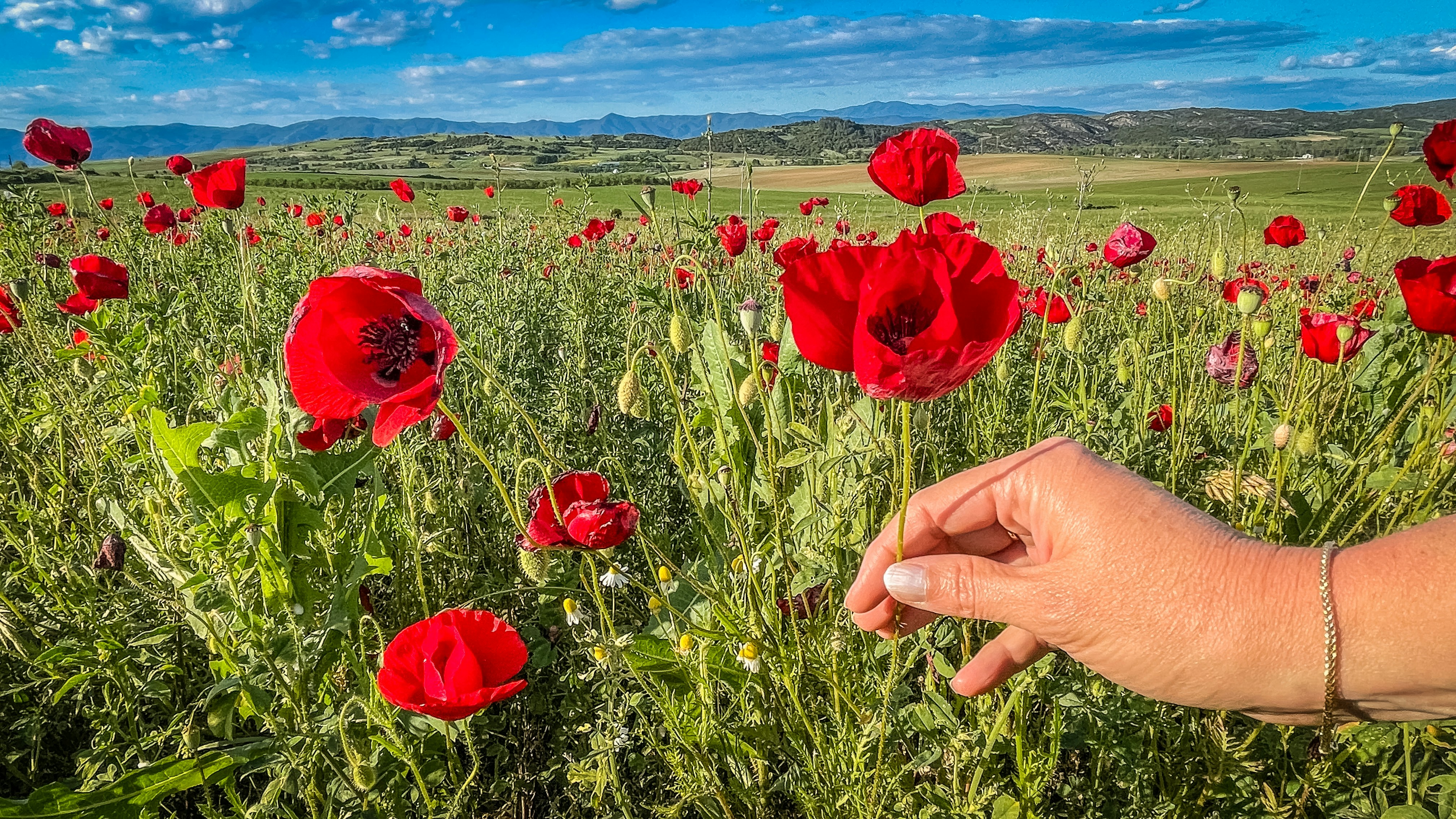 Crimson Blooms Meet a Gentle Hand in a Field of Poppies
