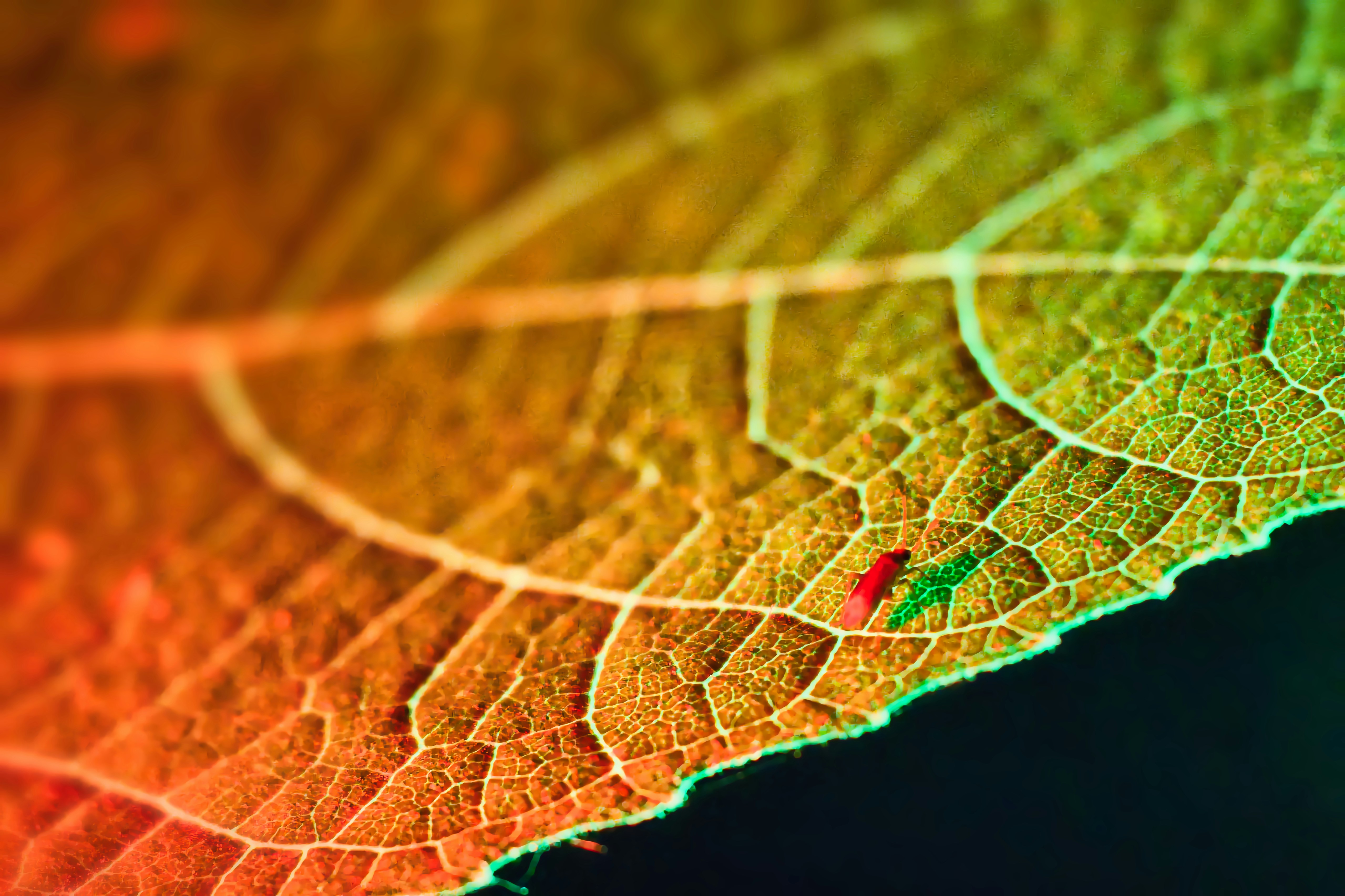 Neon Veins: a macro close-up of a leaf's autumn lattice