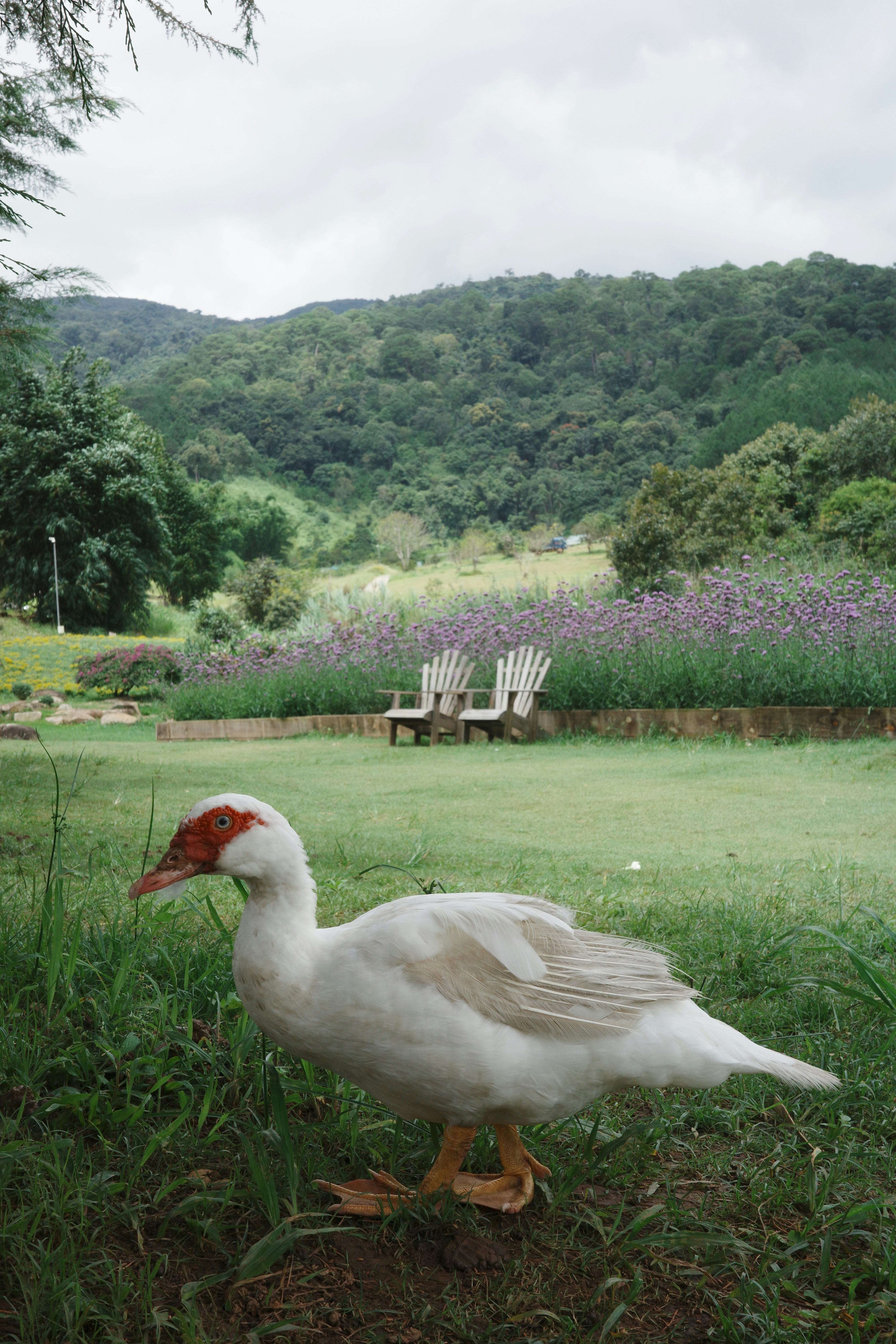 White Goose in a Garden Oasis Backed by Purple Blooms and rolling Hills