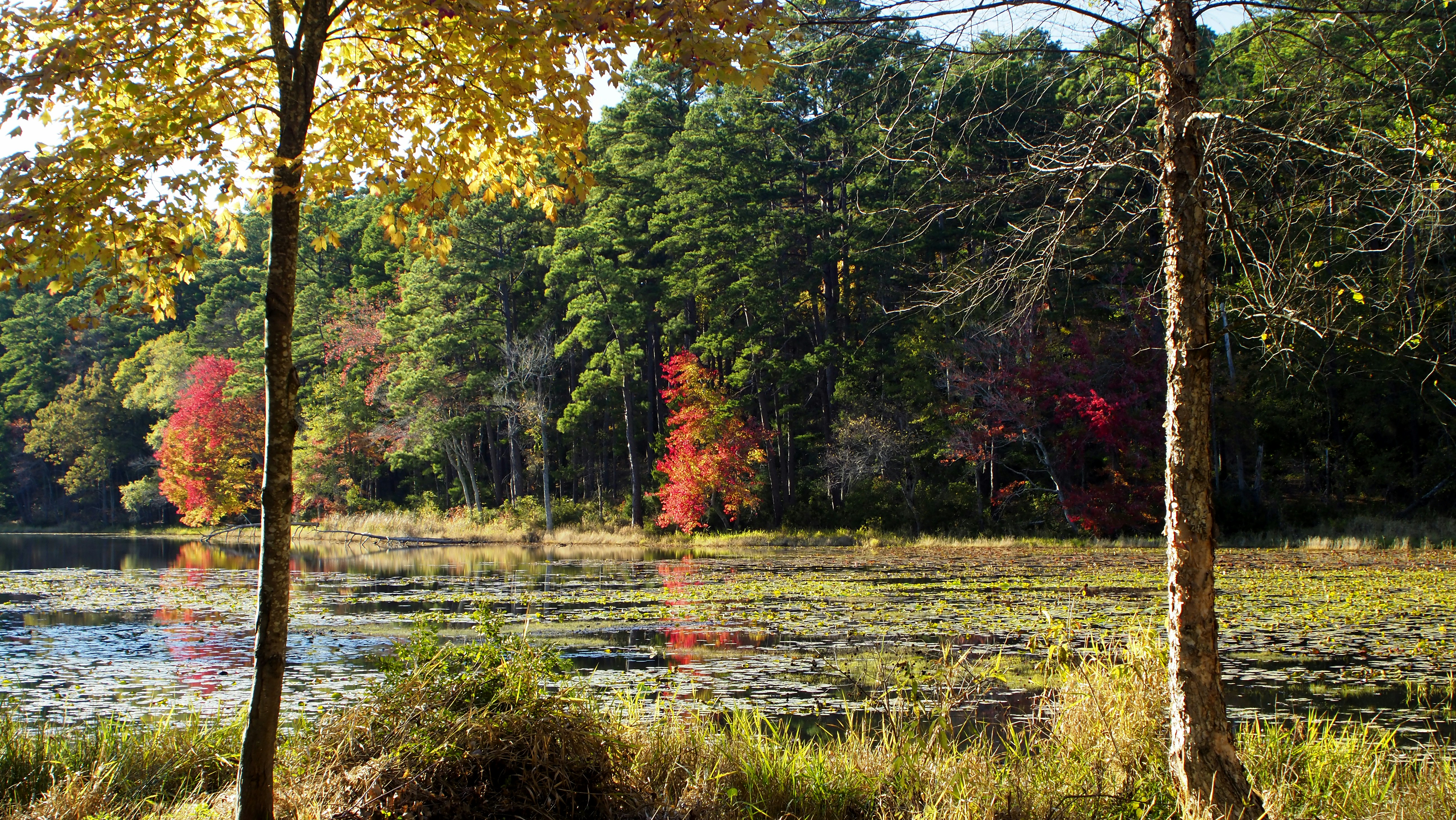 Autumn Mirror: A Quiet Lake Surrounded by Colorful Trees