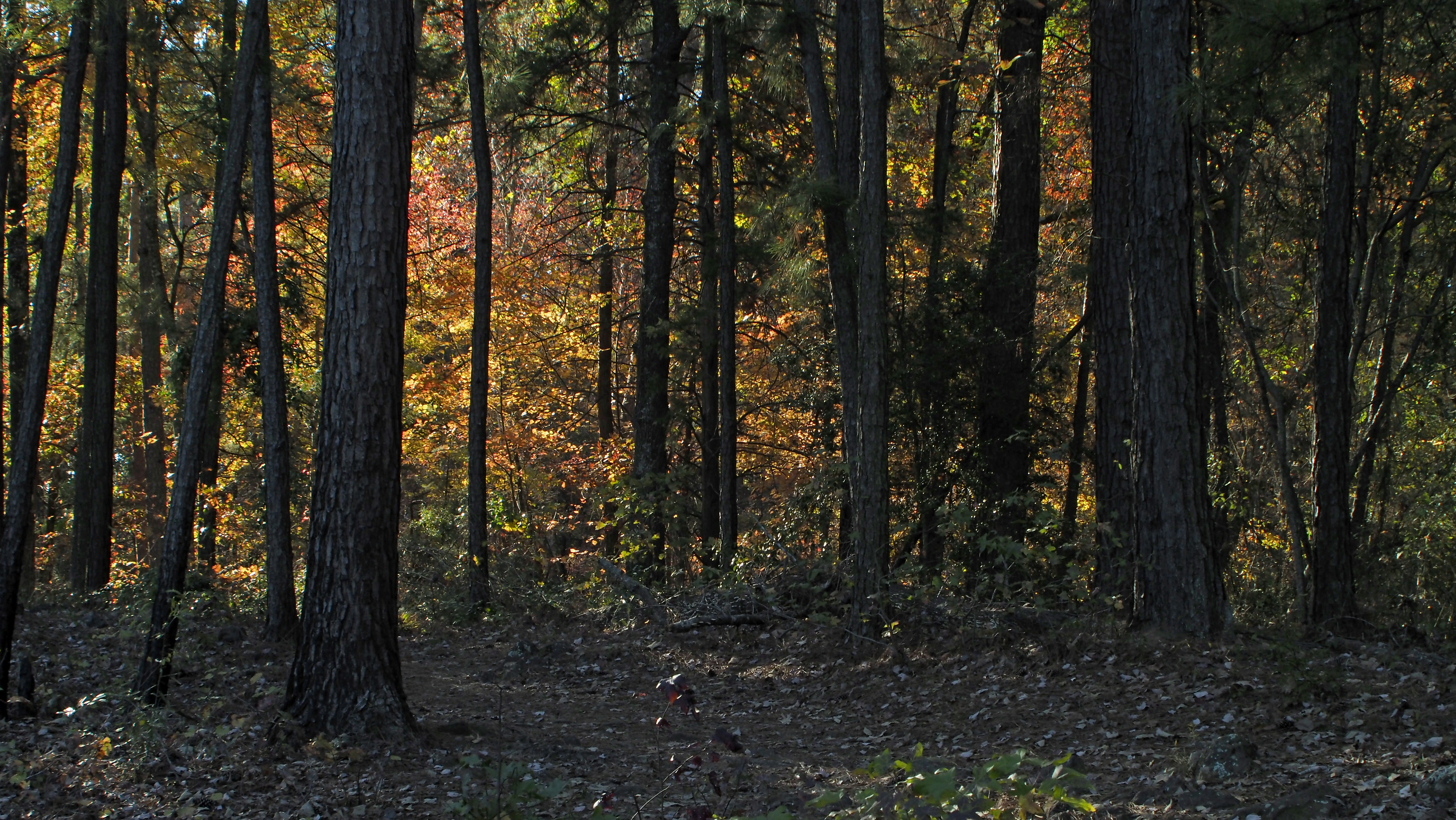 Autumn Corridor: Light Filtering Through a Quiet Forest Aisle